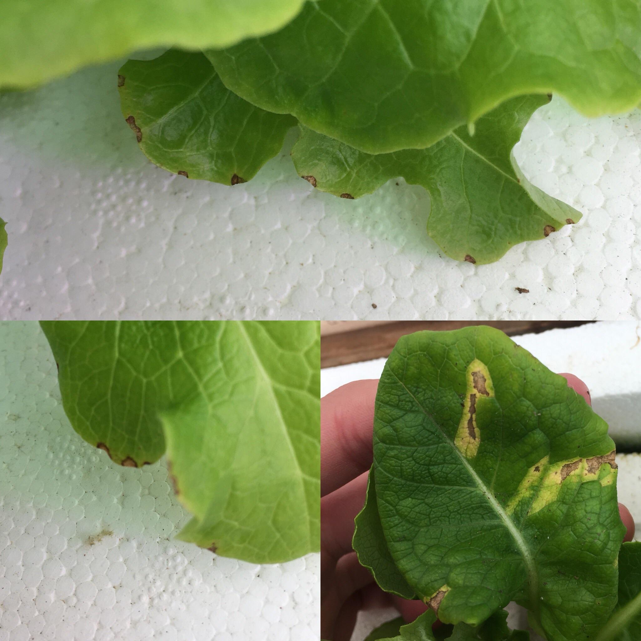 What is causing this? Nutrient Burn? | Scrolller