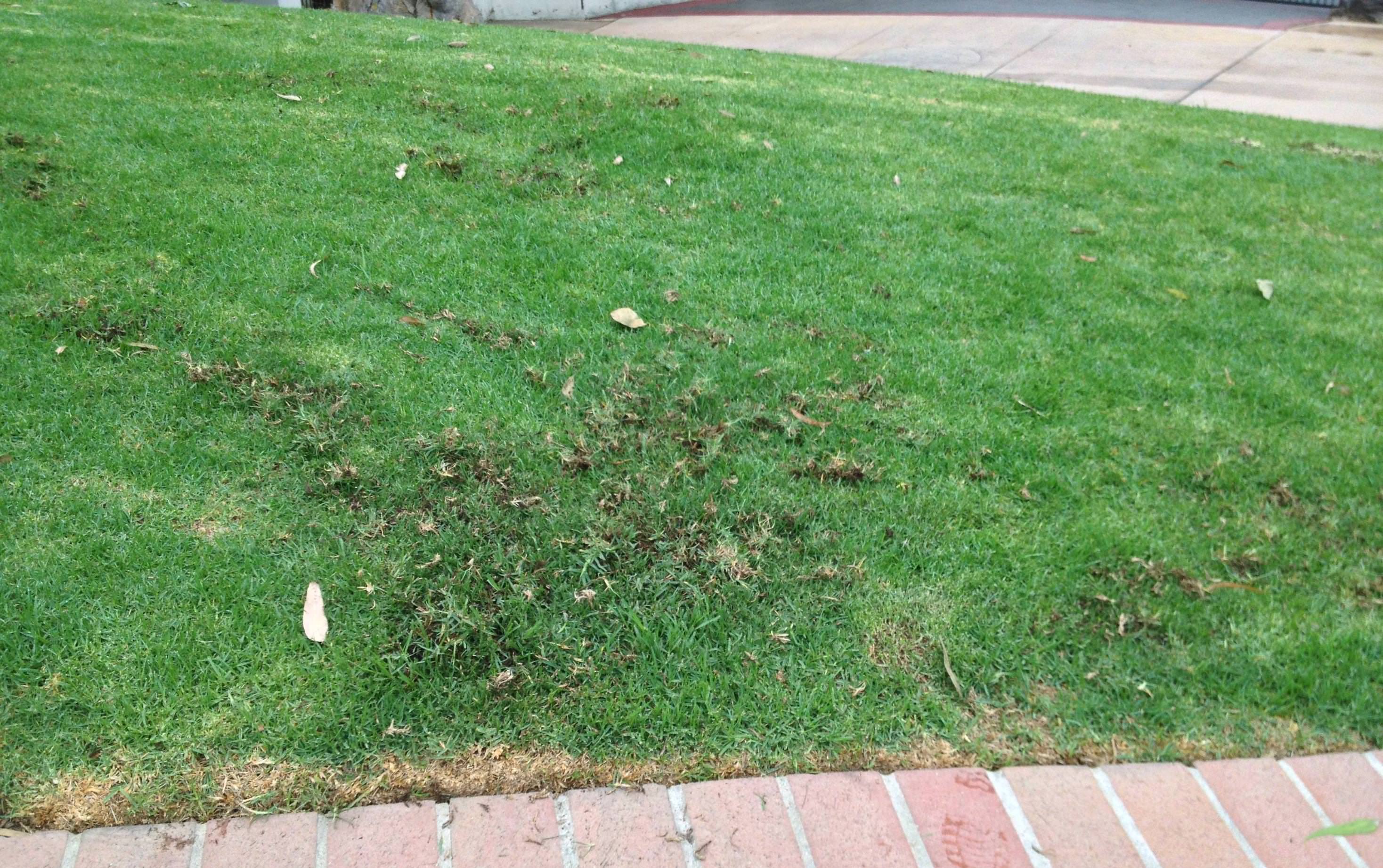 What is making these holes in the front lawn overnight that happen often? | Scrolller