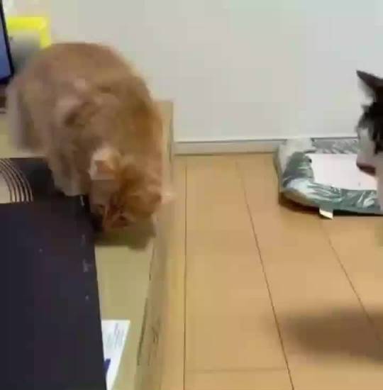 supa fast | Scrolller