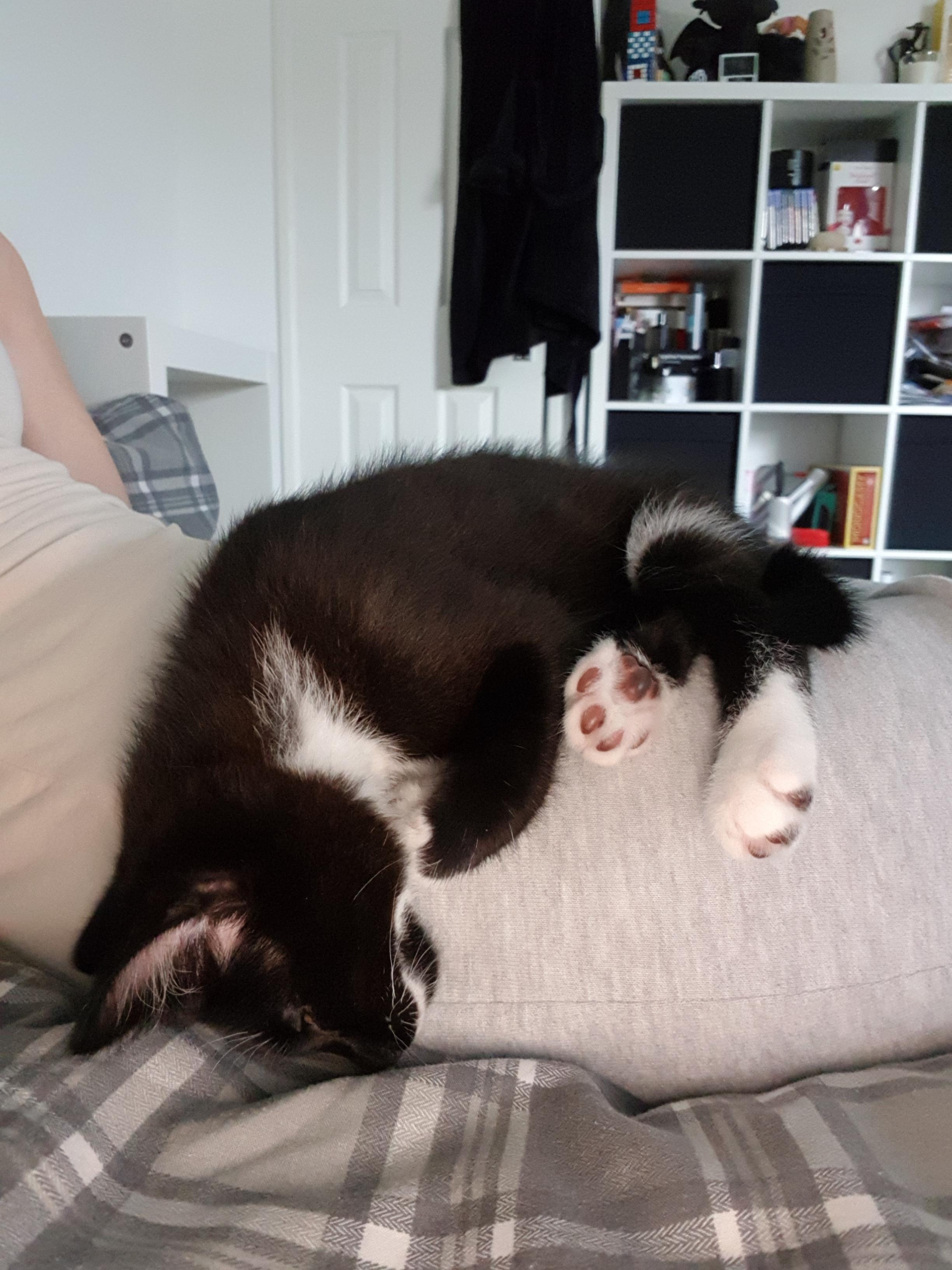 What Is This Nap Called Scrolller