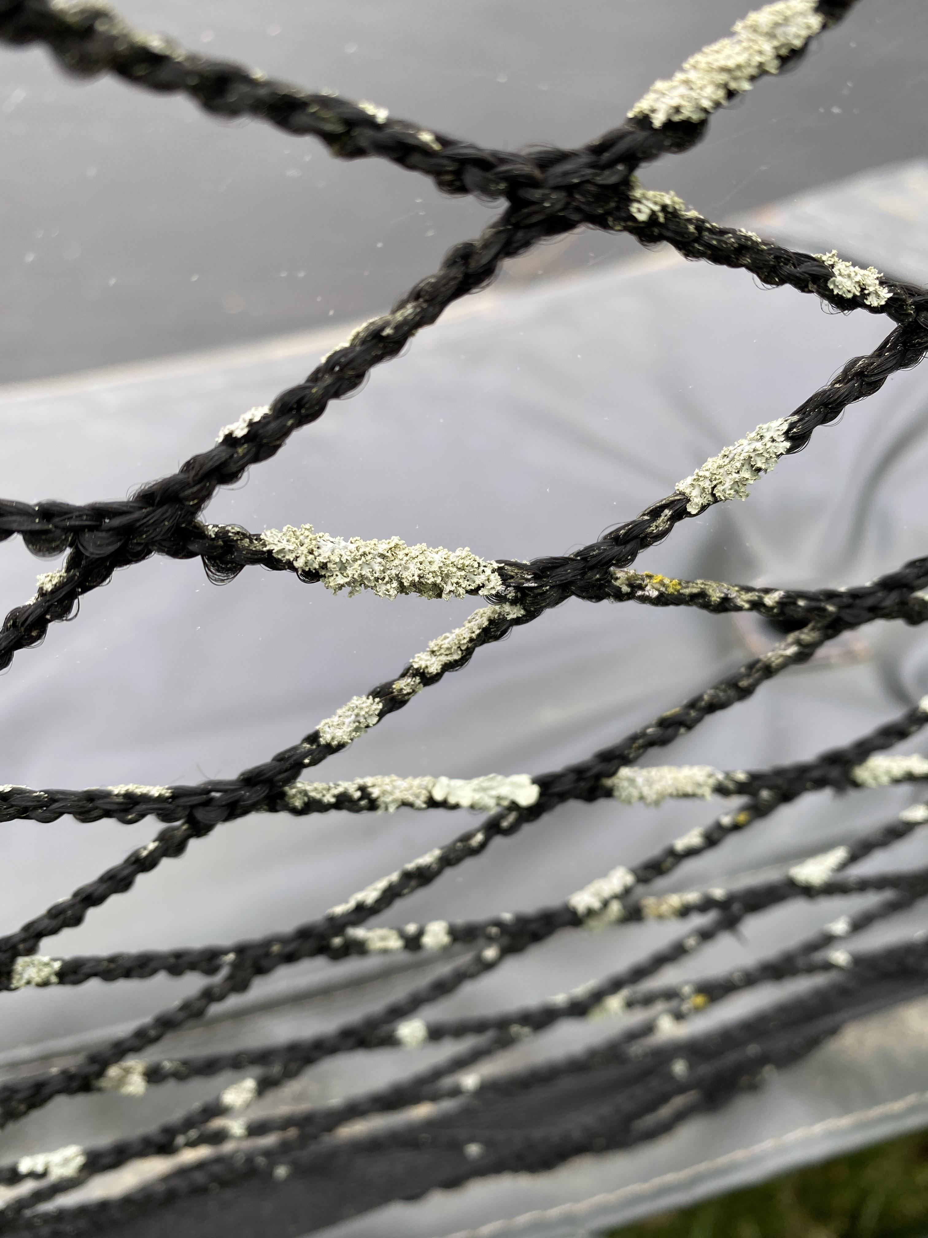 What is this stuff? | Scrolller