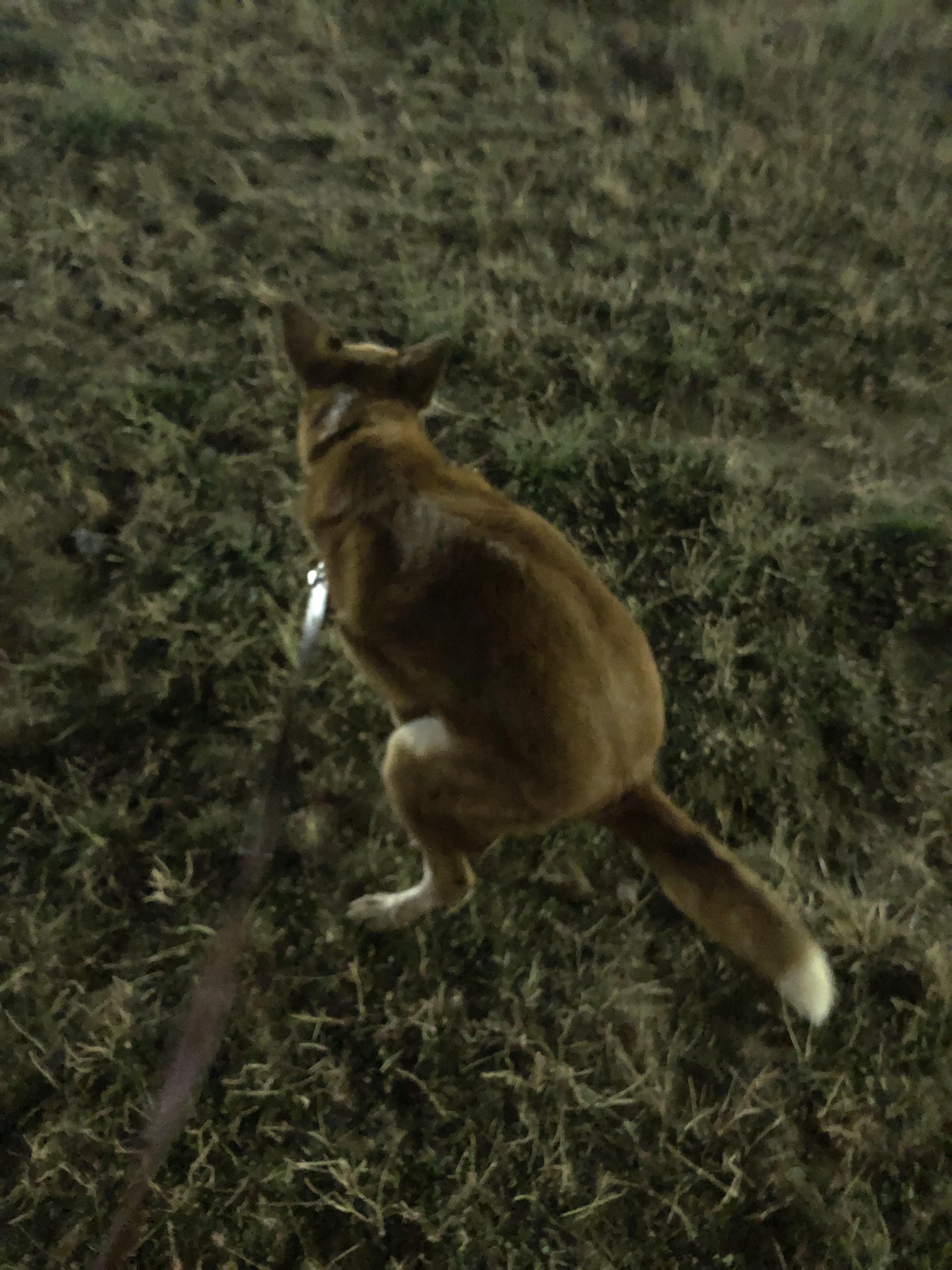 What kind of kangaroo is this? | Scrolller