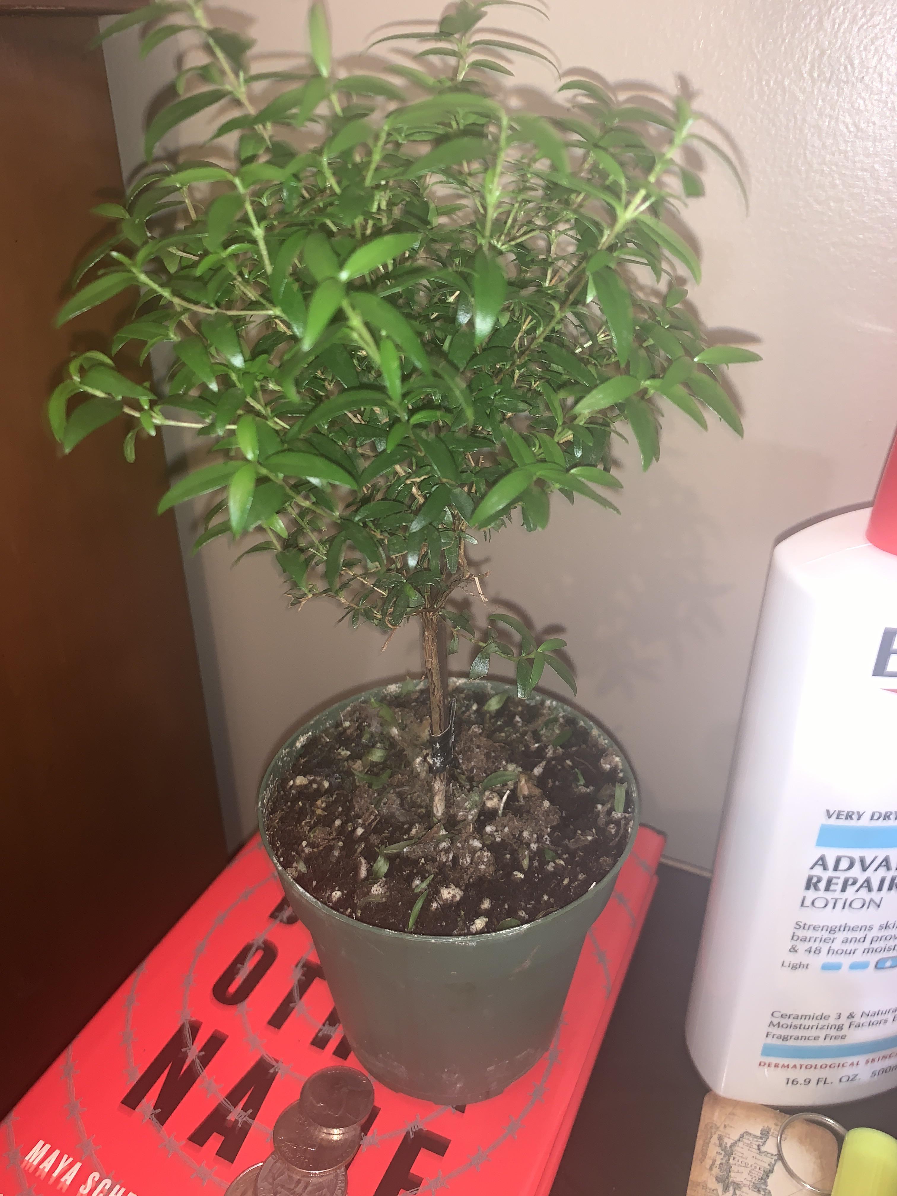 What kinda plant is this ? | Scrolller