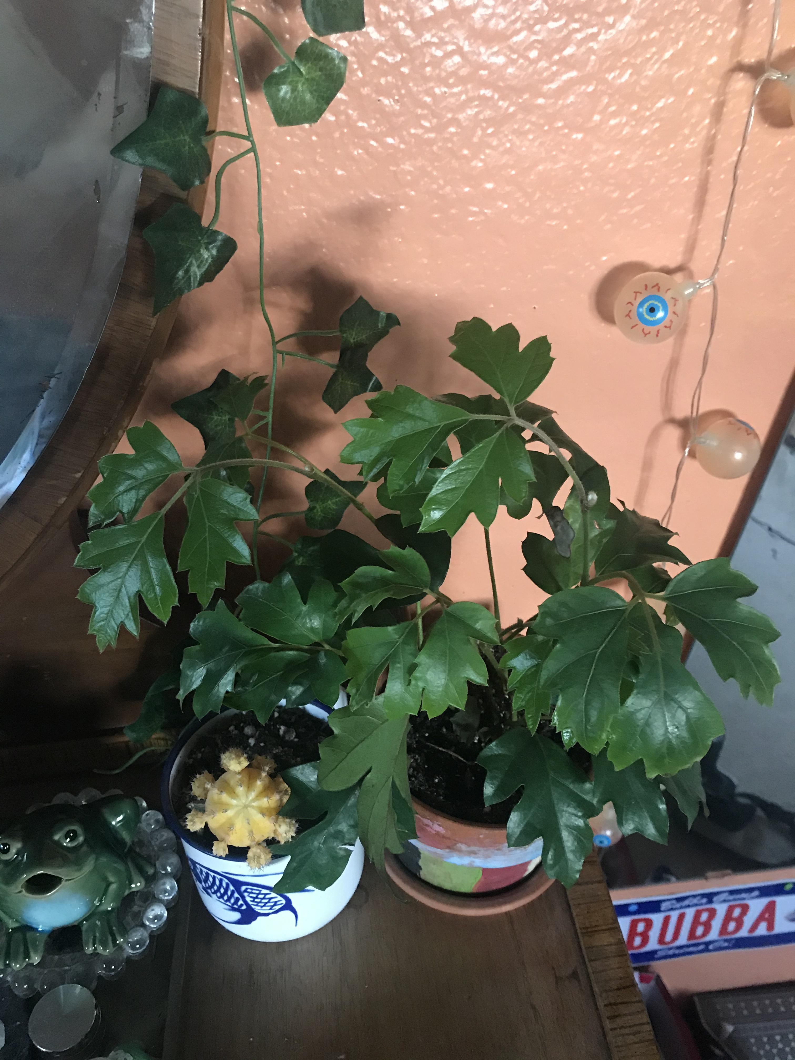 What plant is this? | Scrolller