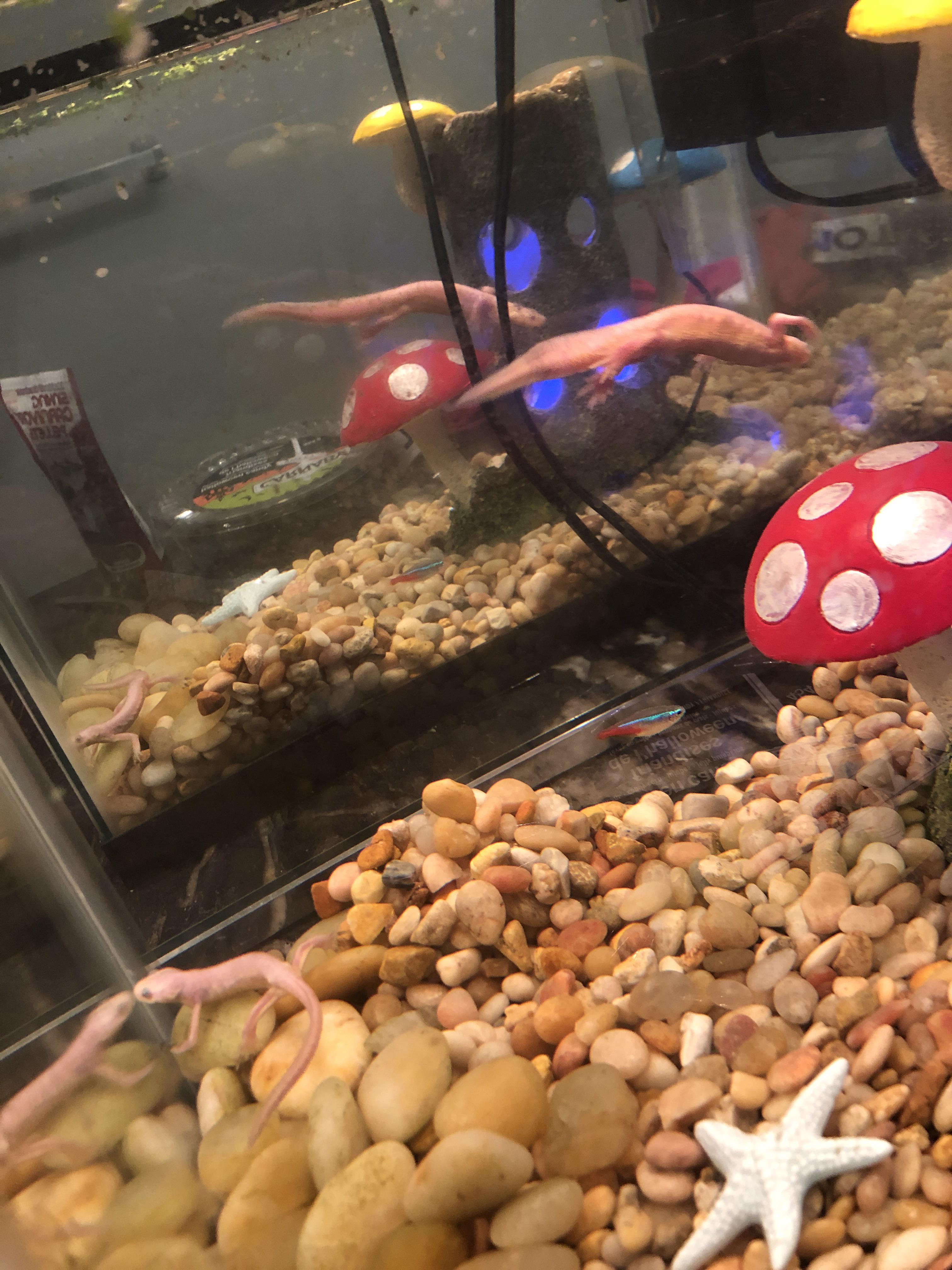 What type of newts are these, and Is it safe to put sand in their tank? | Scrolller
