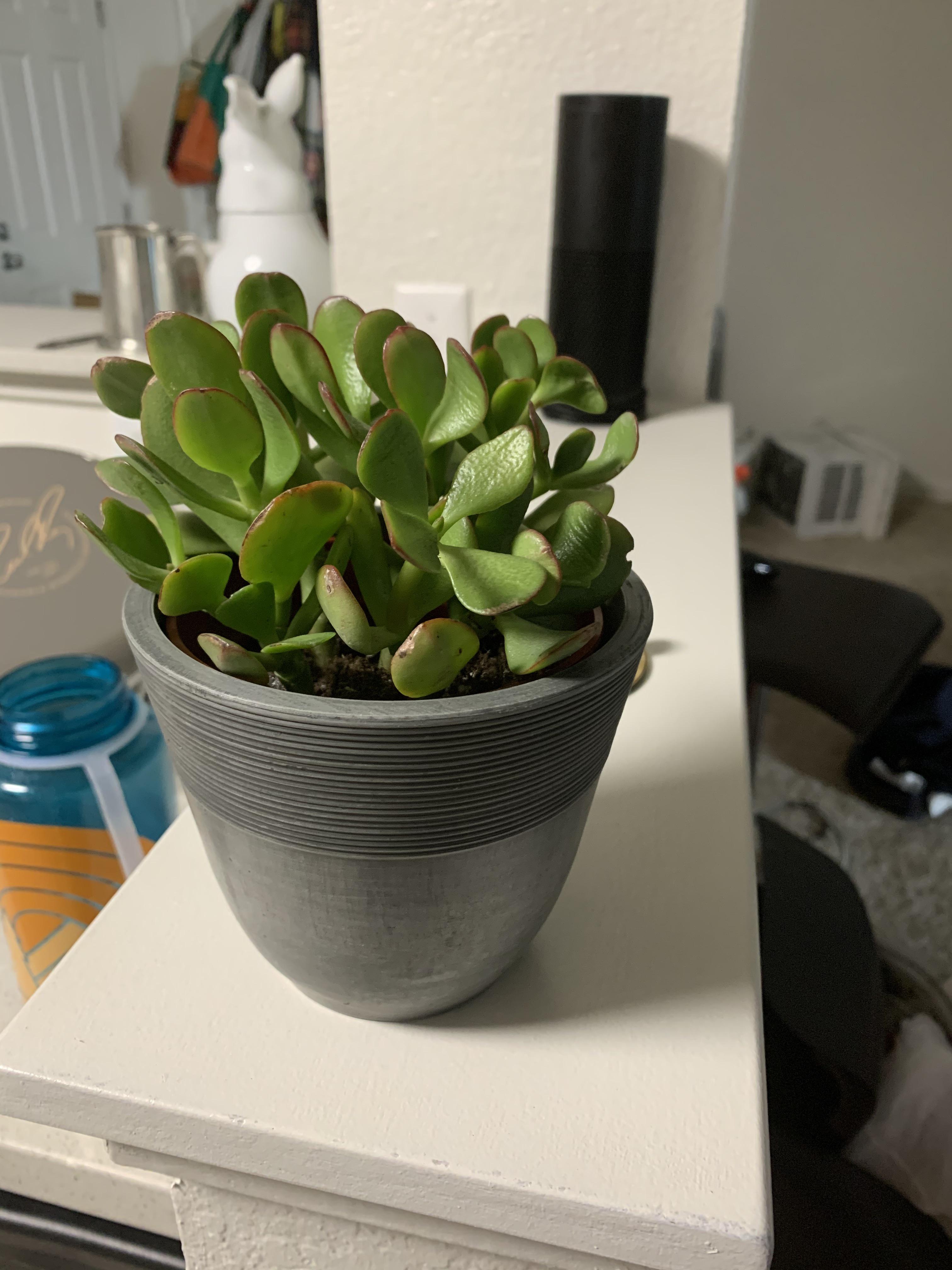 What type of plant is this? | Scrolller