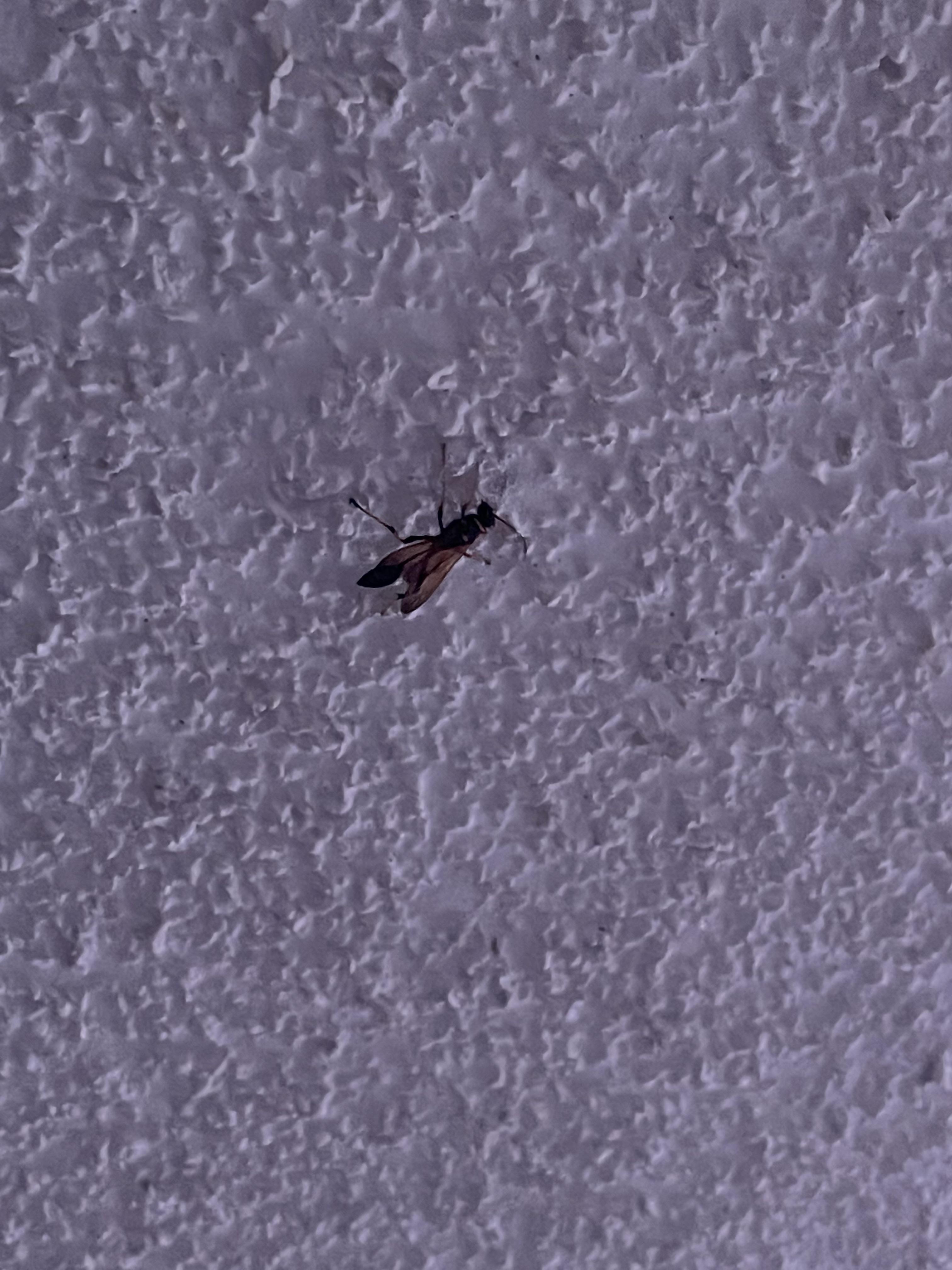 What type of wasp is this bug losers in chat. It needs to fuck off out of my apartment. | Scrolller