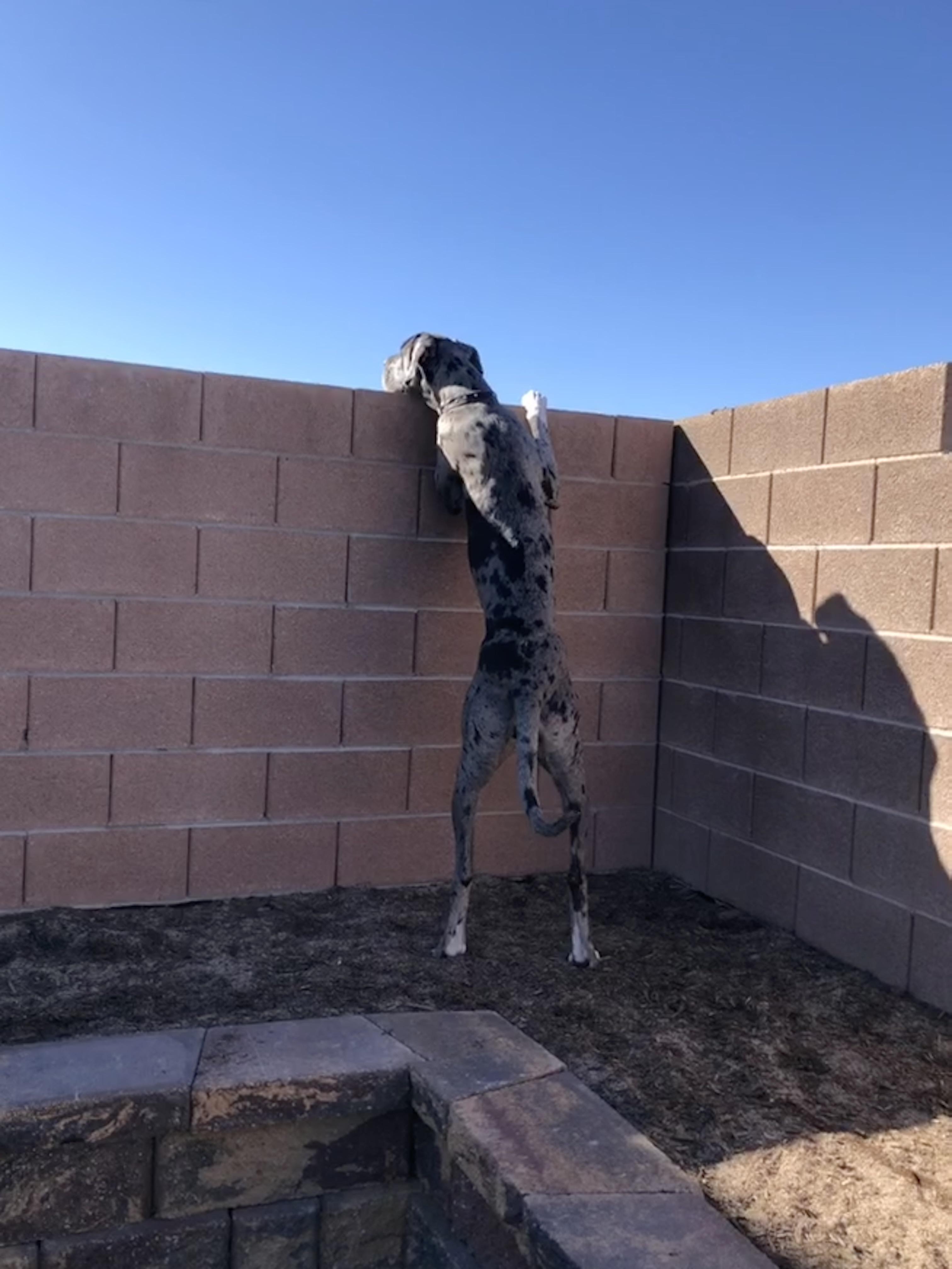 Whatcha doin’ over there? | Scrolller