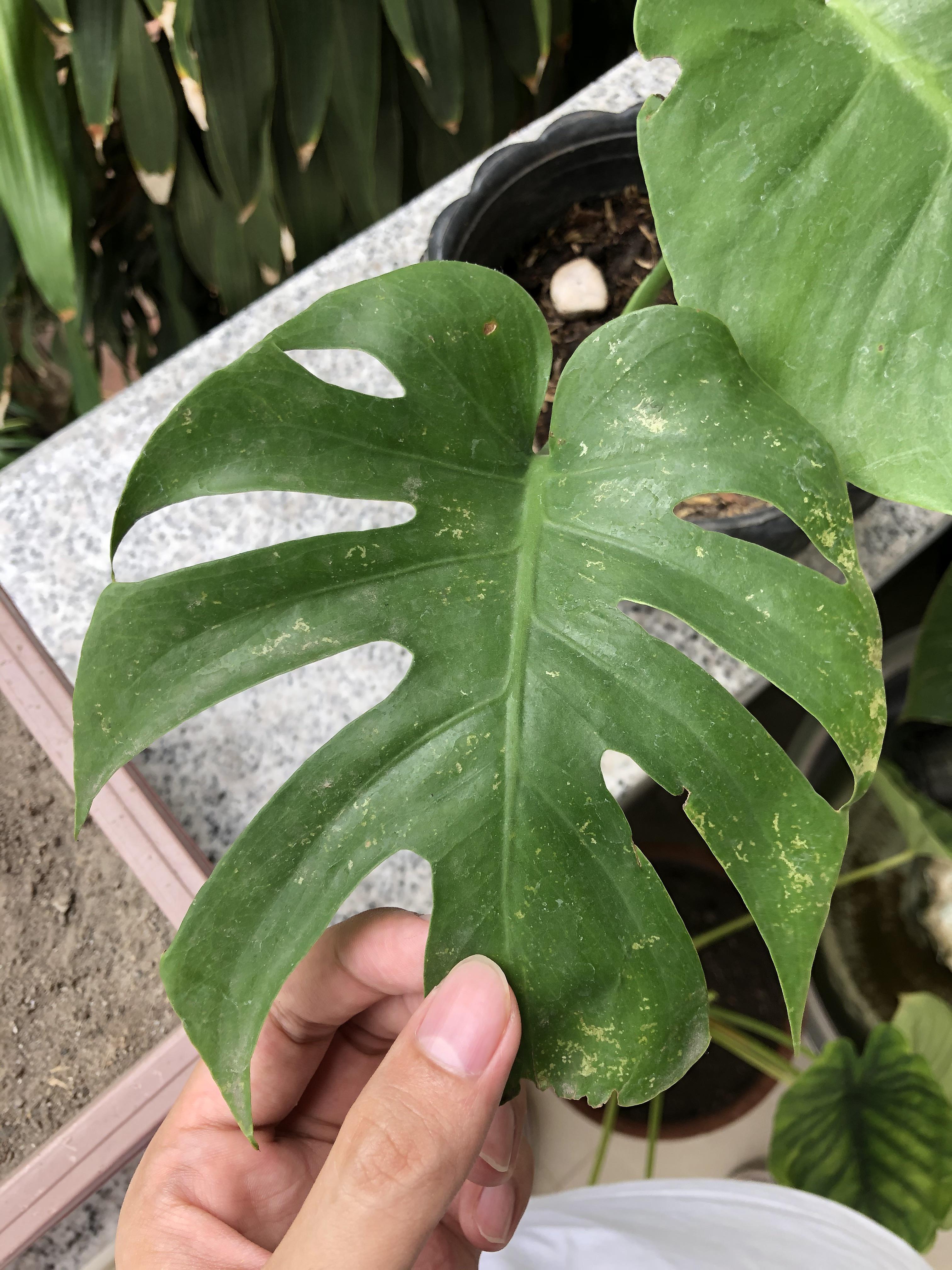 whats wrong with this deliciosa leaf. no direct sunlight. | Scrolller