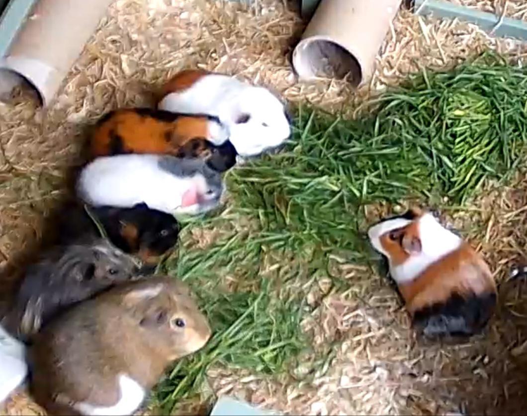 Wheekly Team meeting | Scrolller