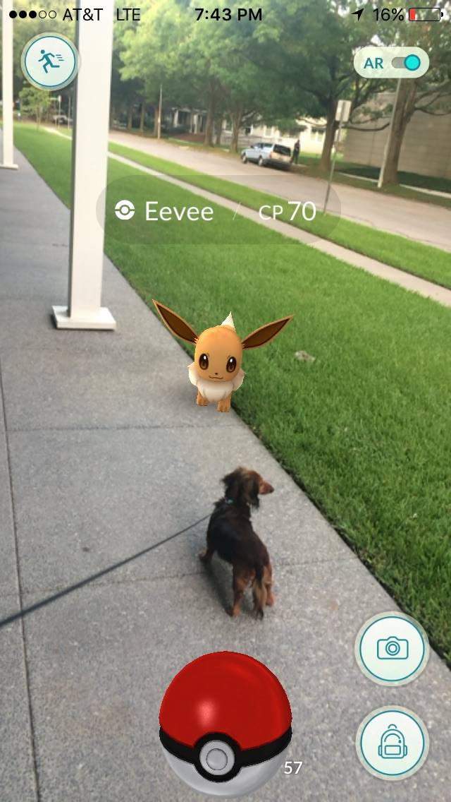 when the real eevee meets eevee the pokemon | Scrolller