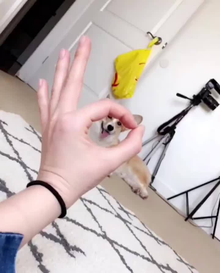 When you give your corgi 👌🏻 | Scrolller