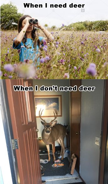 When you need deer | Scrolller