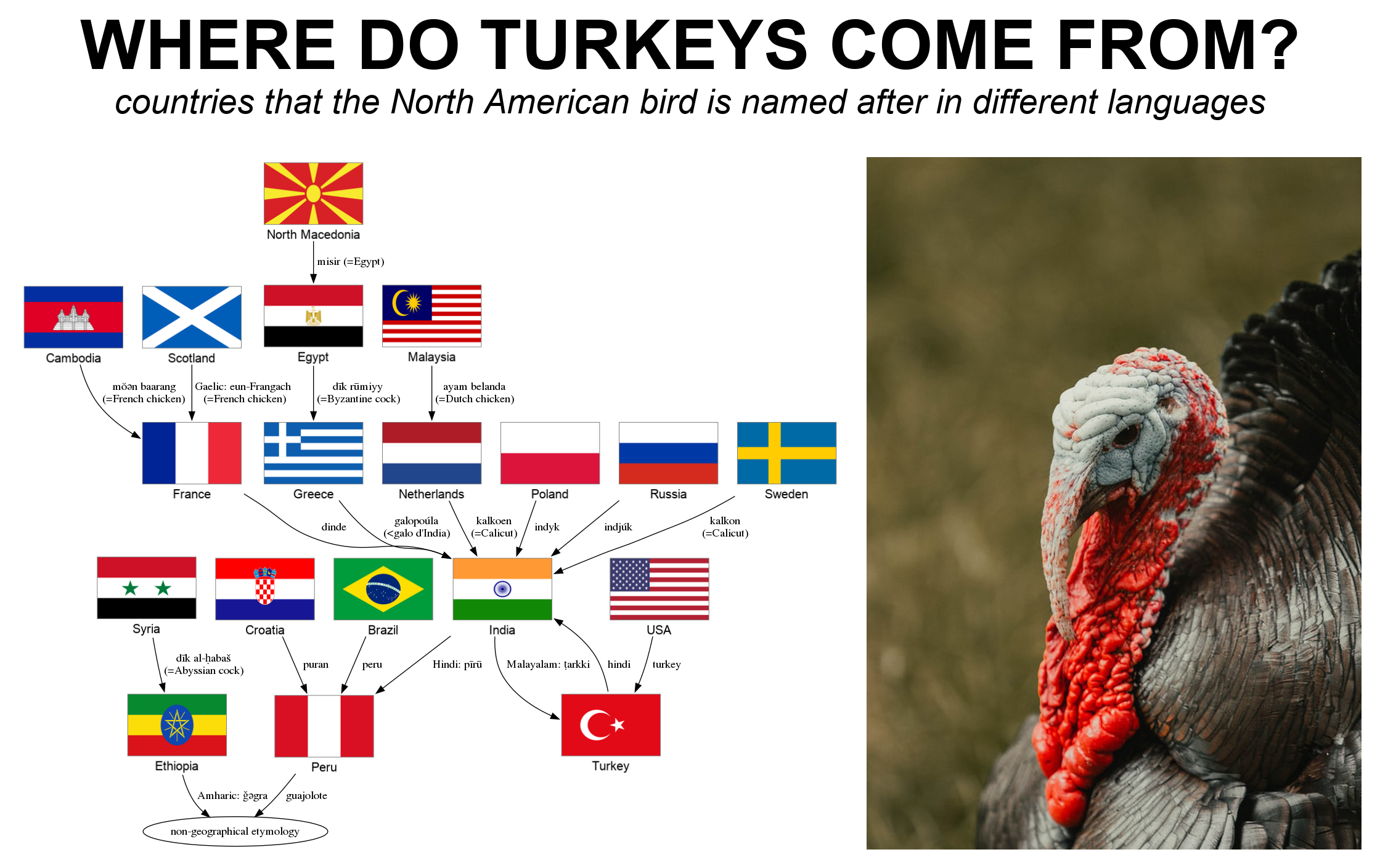Where do turkeys come from? [OC] | Scrolller