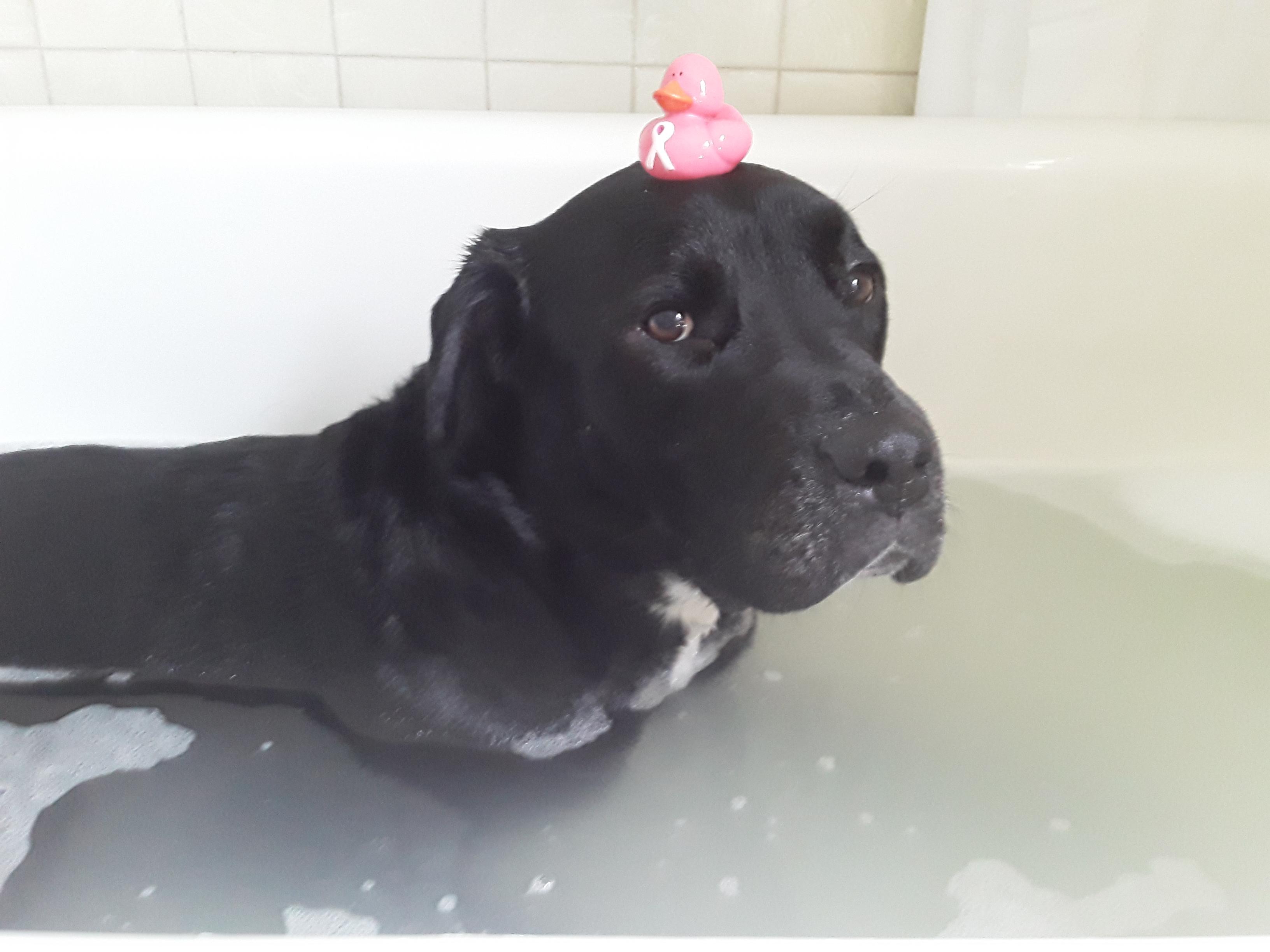 Where is my duck,mother? | Scrolller