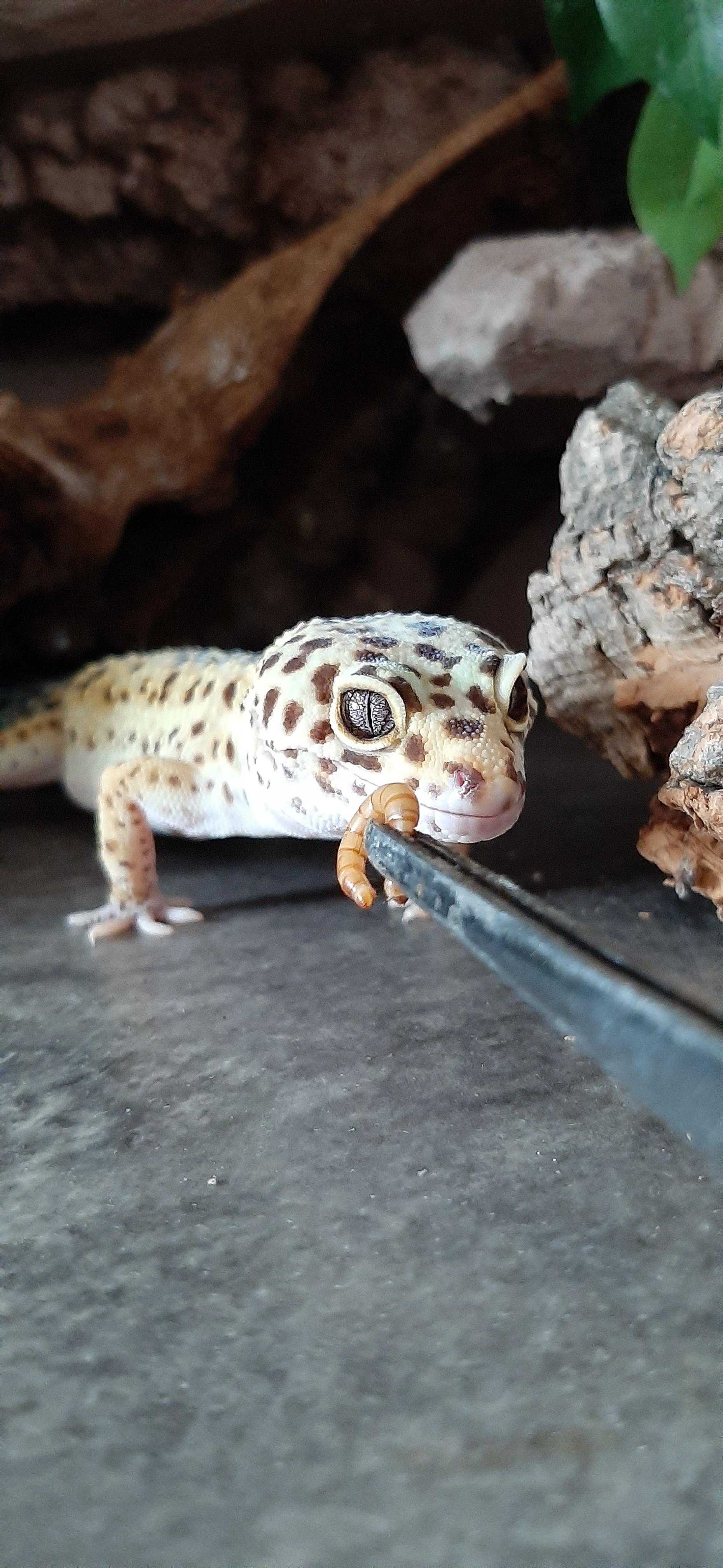 "Where the worm is??" | Scrolller