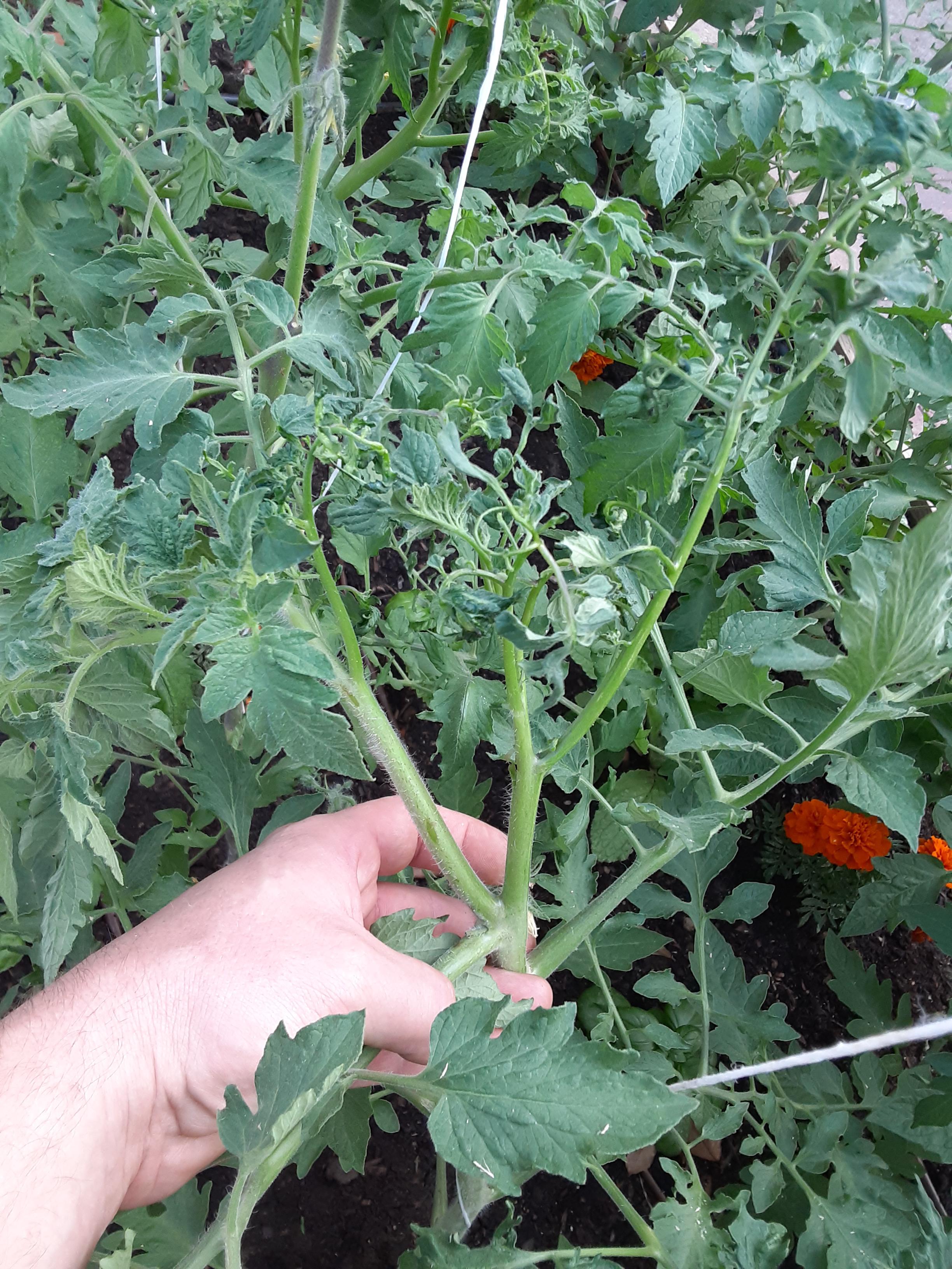 Which armpit do I prune? | Scrolller