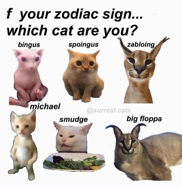 Which one are you? I am a bingus. | Scrolller