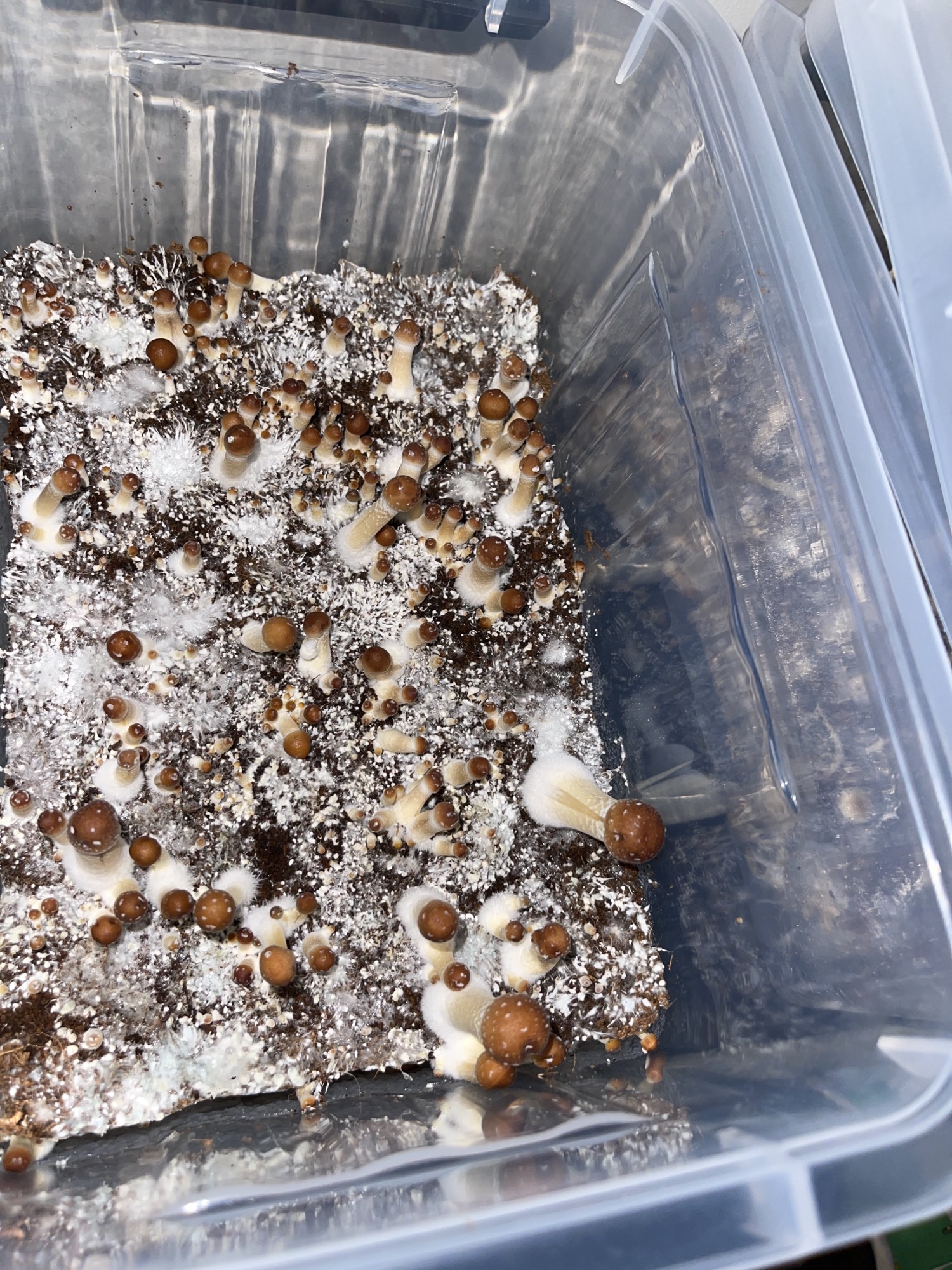 White Fuzz on Golden Teacher? | Scrolller