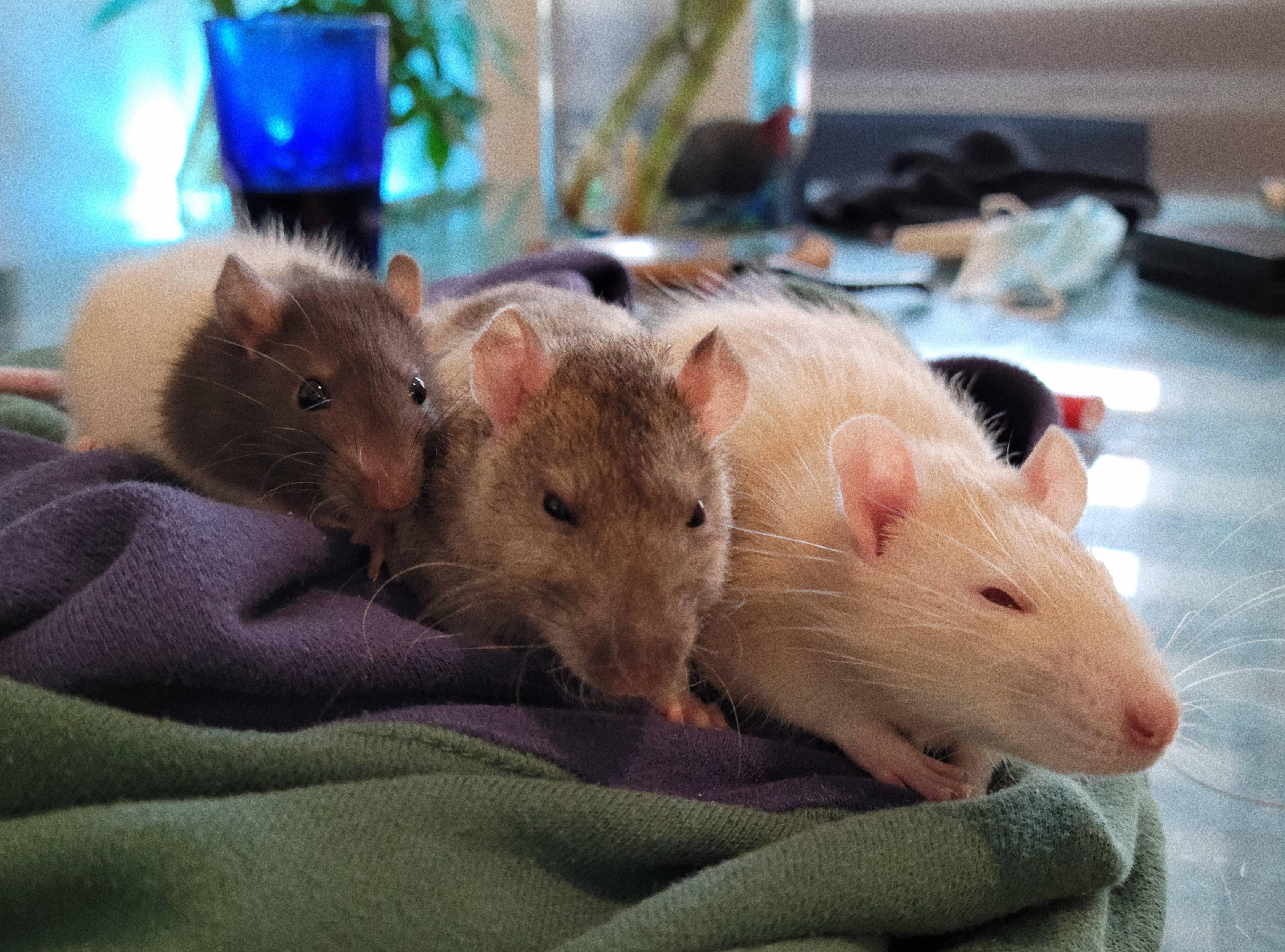 White is sus .. | Scrolller