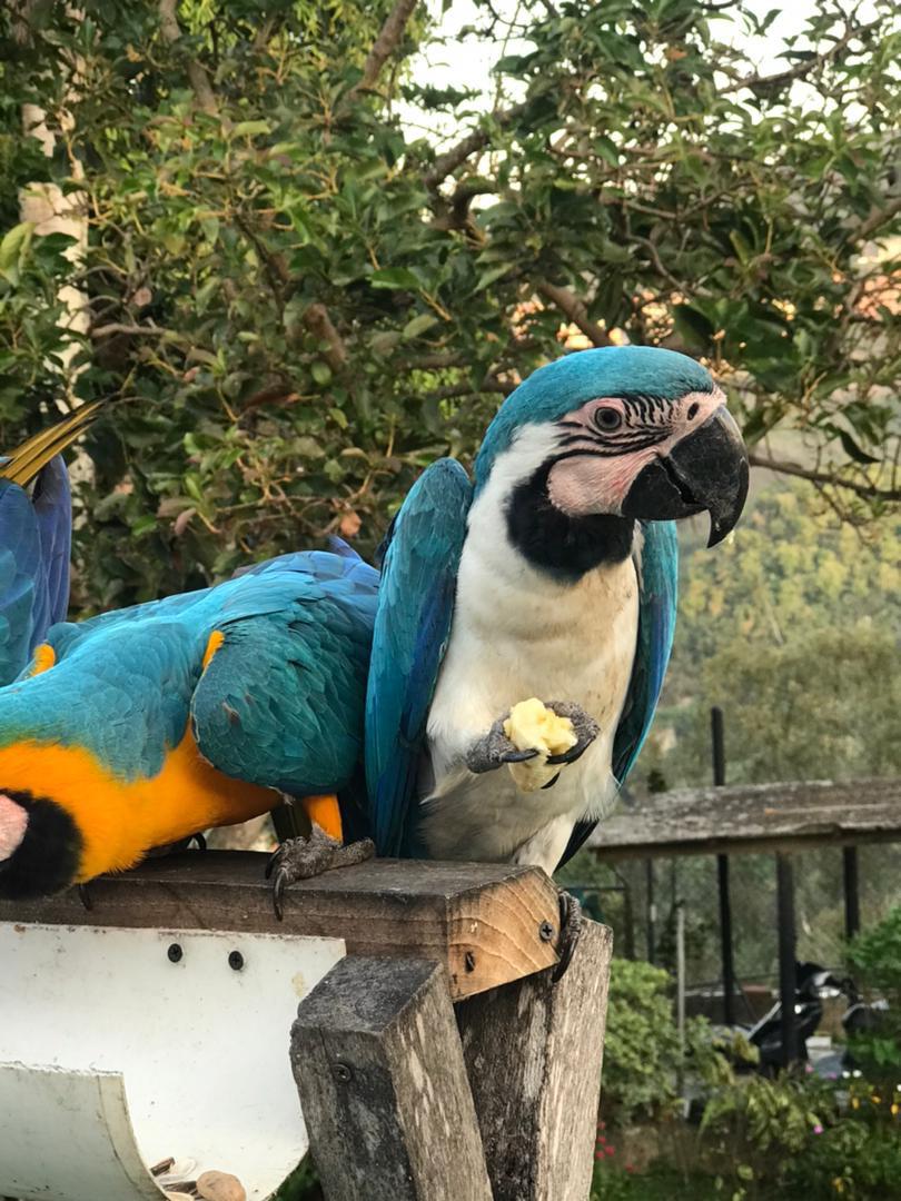 White macaw! | Scrolller