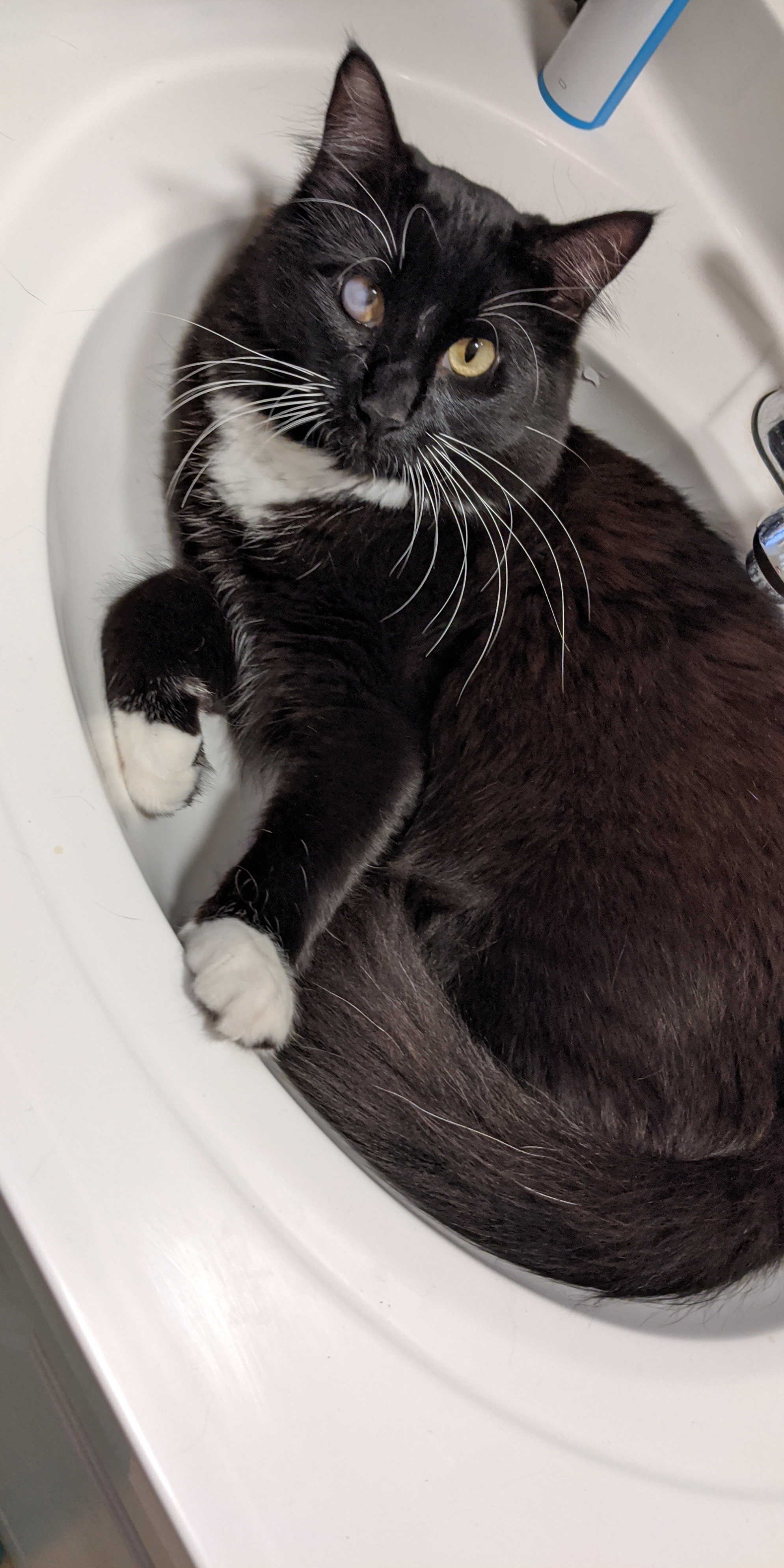 White sink + Tuxedo cat | Scrolller