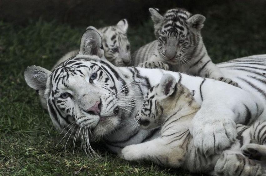 White tiger mom and her three cubs | Scrolller