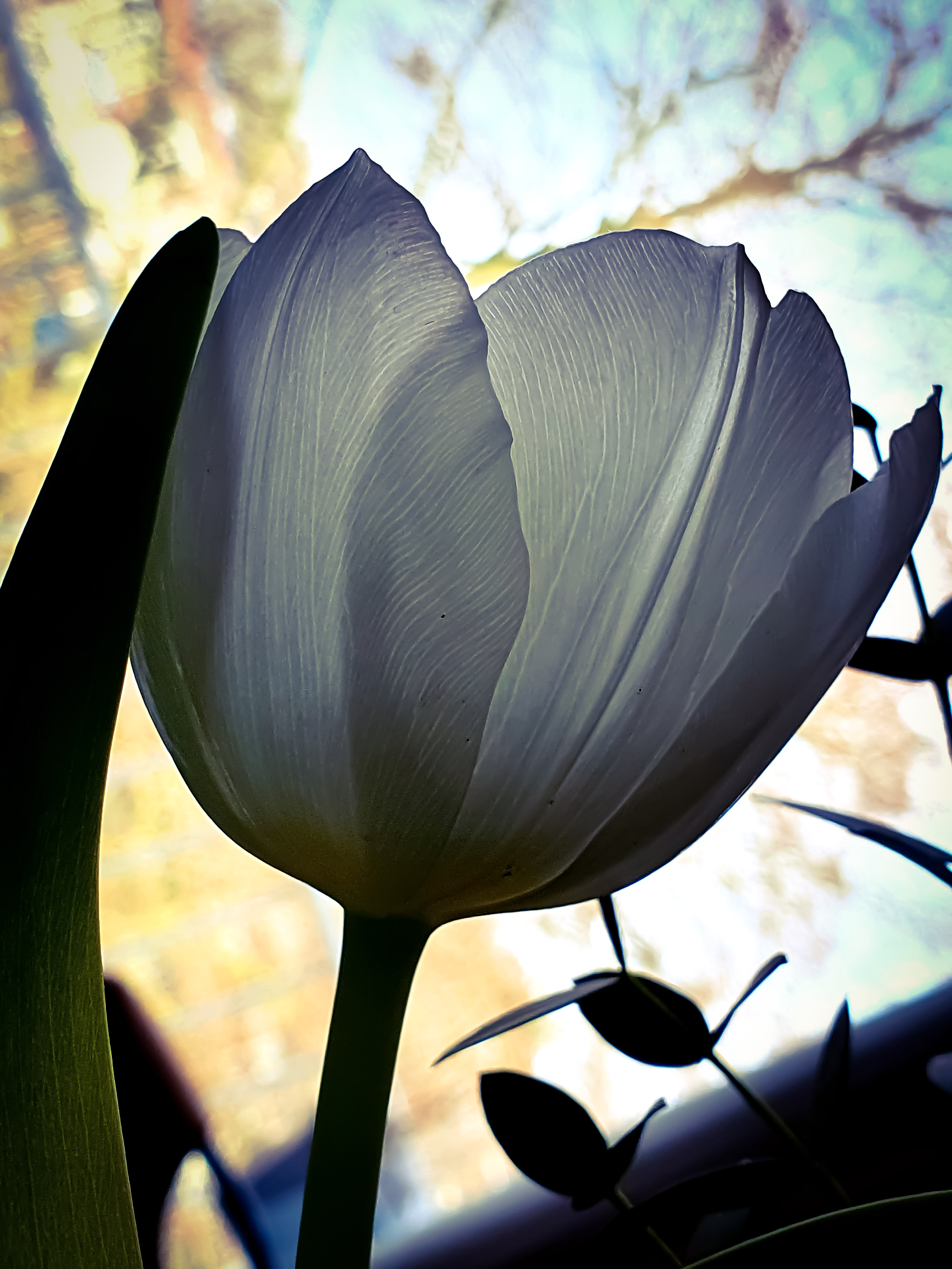 Discover more like BotanicalPorn: White tulip and Related Content | Scrolller