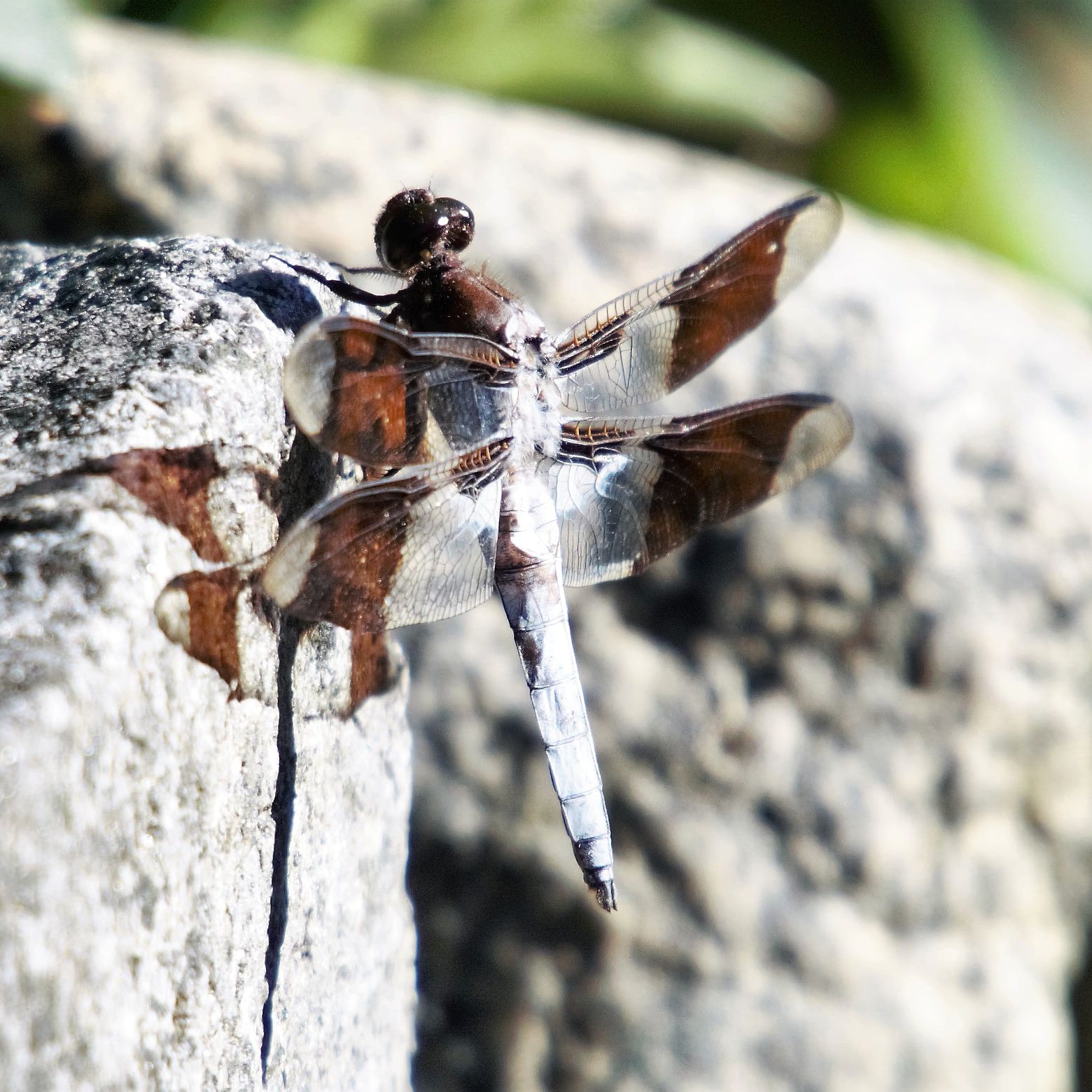 Whitetail Dragonfly | Scrolller