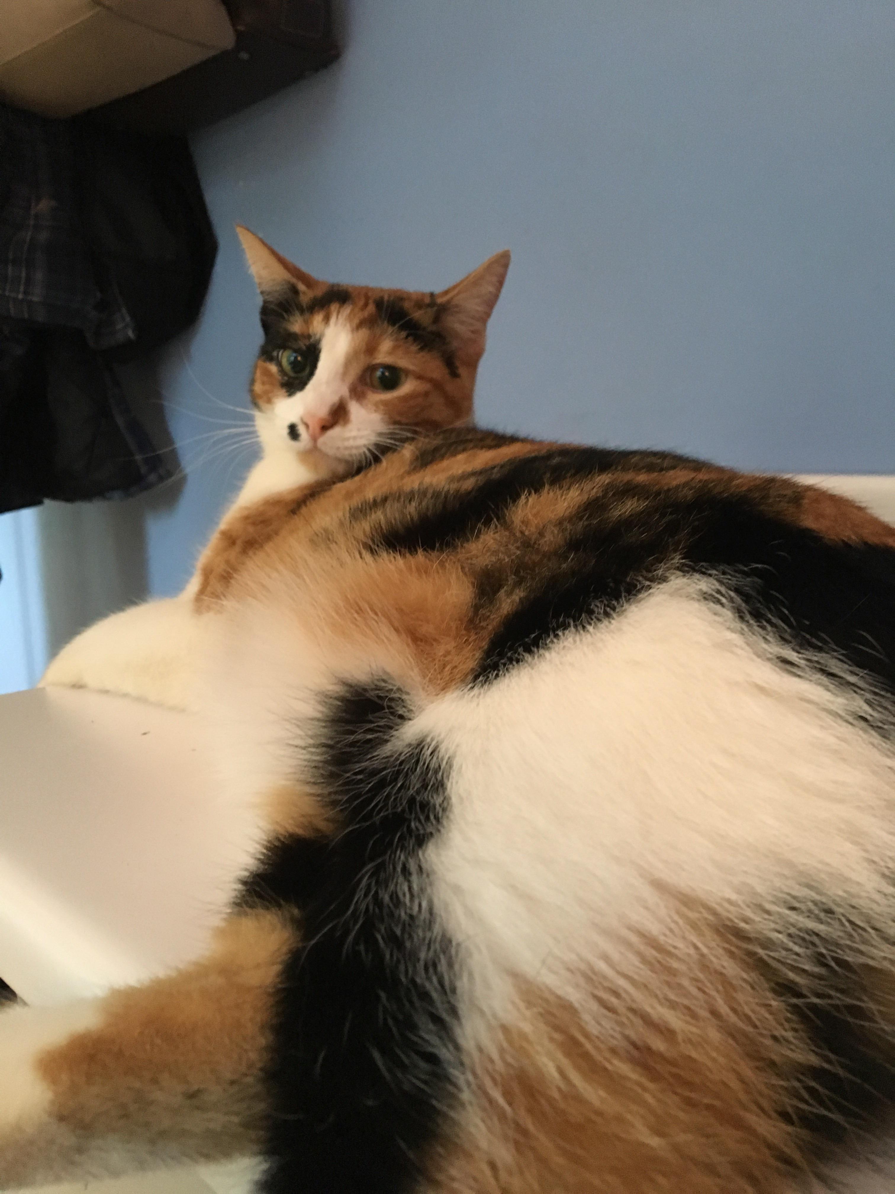 Who dares touch my tail. | Scrolller