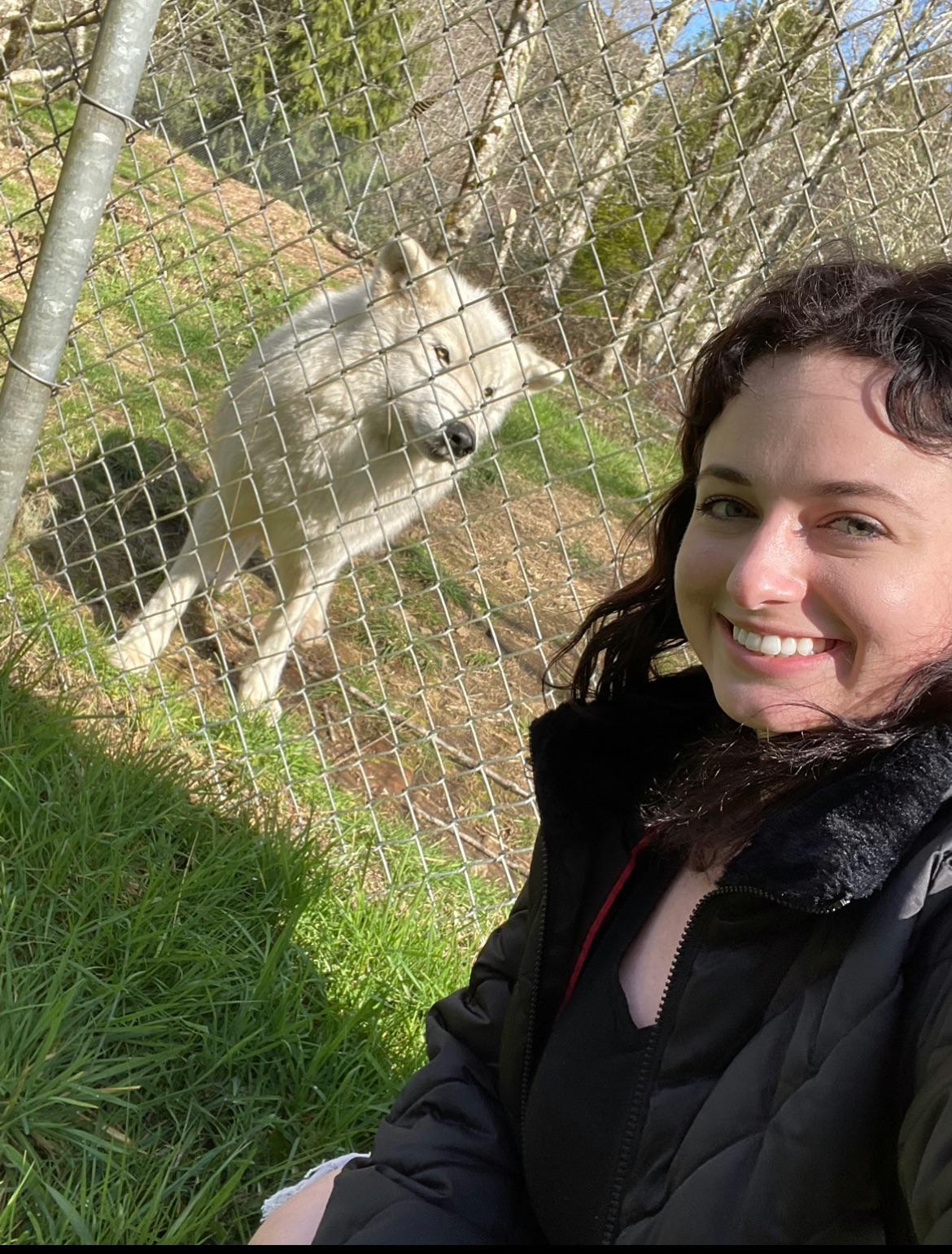 Who here thinks Arctic wolves are cute? This is at a 35 acre sanctuary! | Scrolller