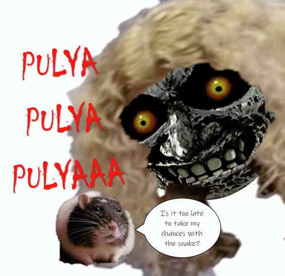 Who is so cute? Who is so fluffy? | Scrolller