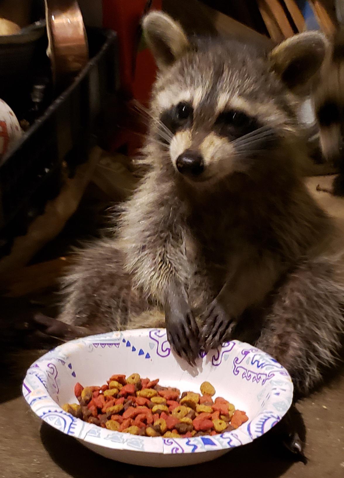 who's a good boy | Scrolller