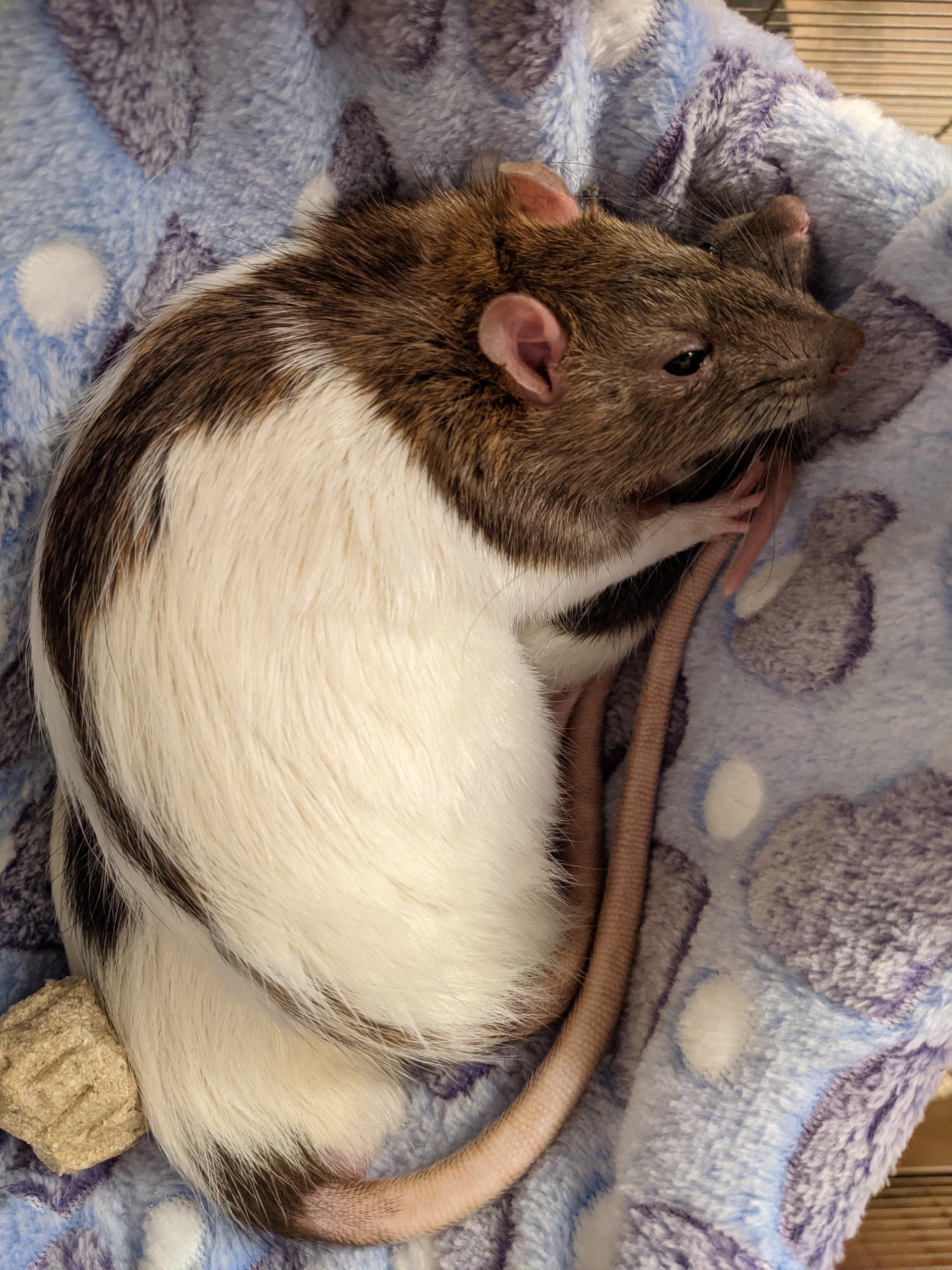 Why cuddle when you can just flop on your brother? | Scrolller