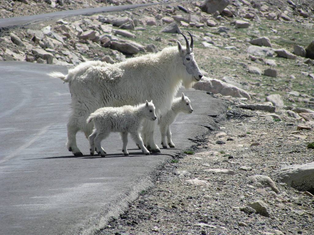 Why did the mountain goat cross the road? | Scrolller