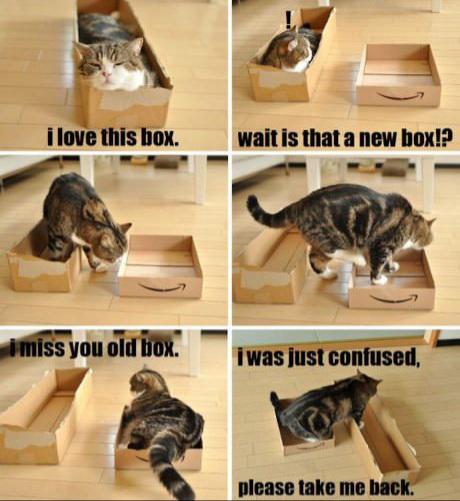 why do cats love boxes😅? | Scrolller