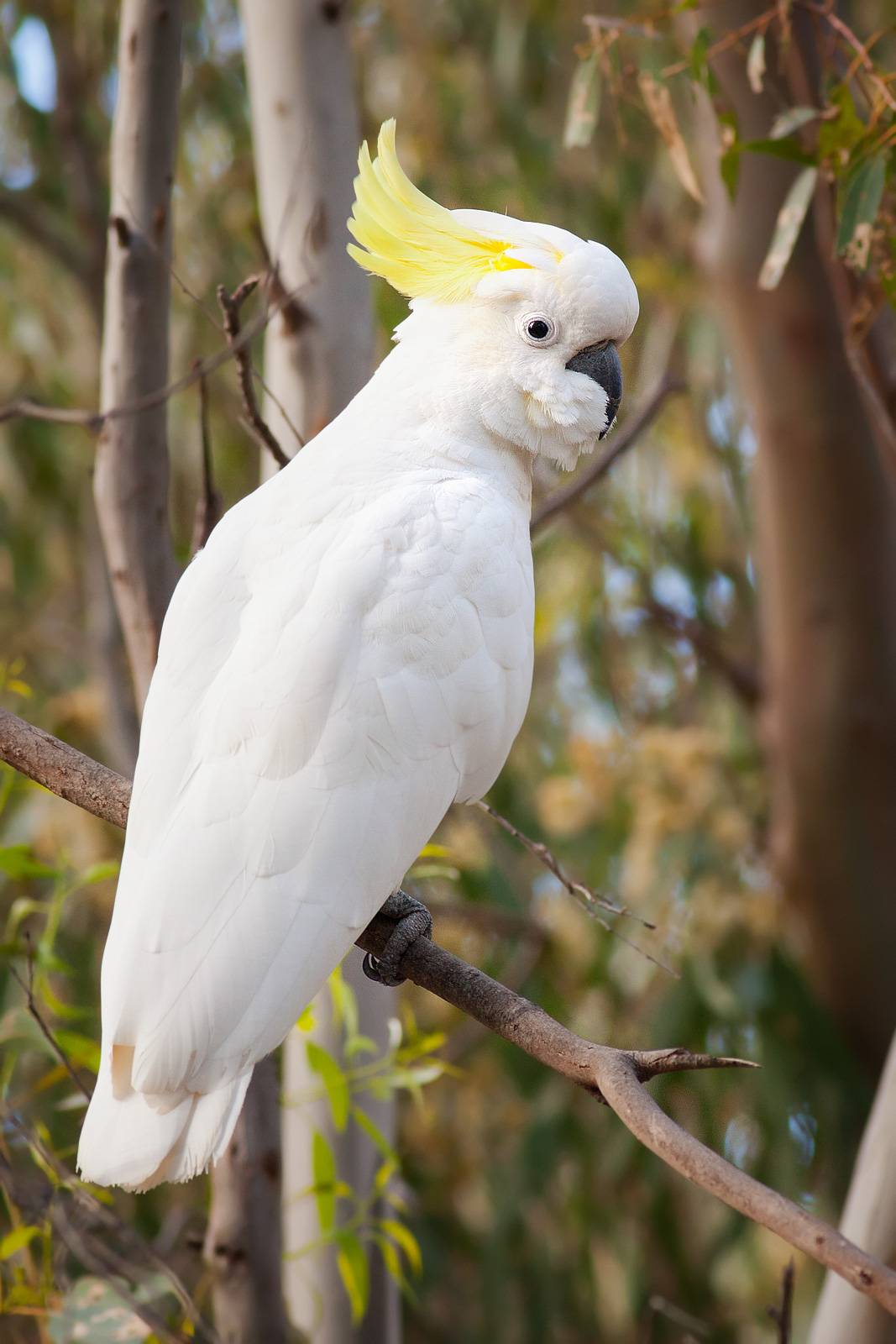 Why do cockatoos bite and ruffle their feathers like that? | Scrolller