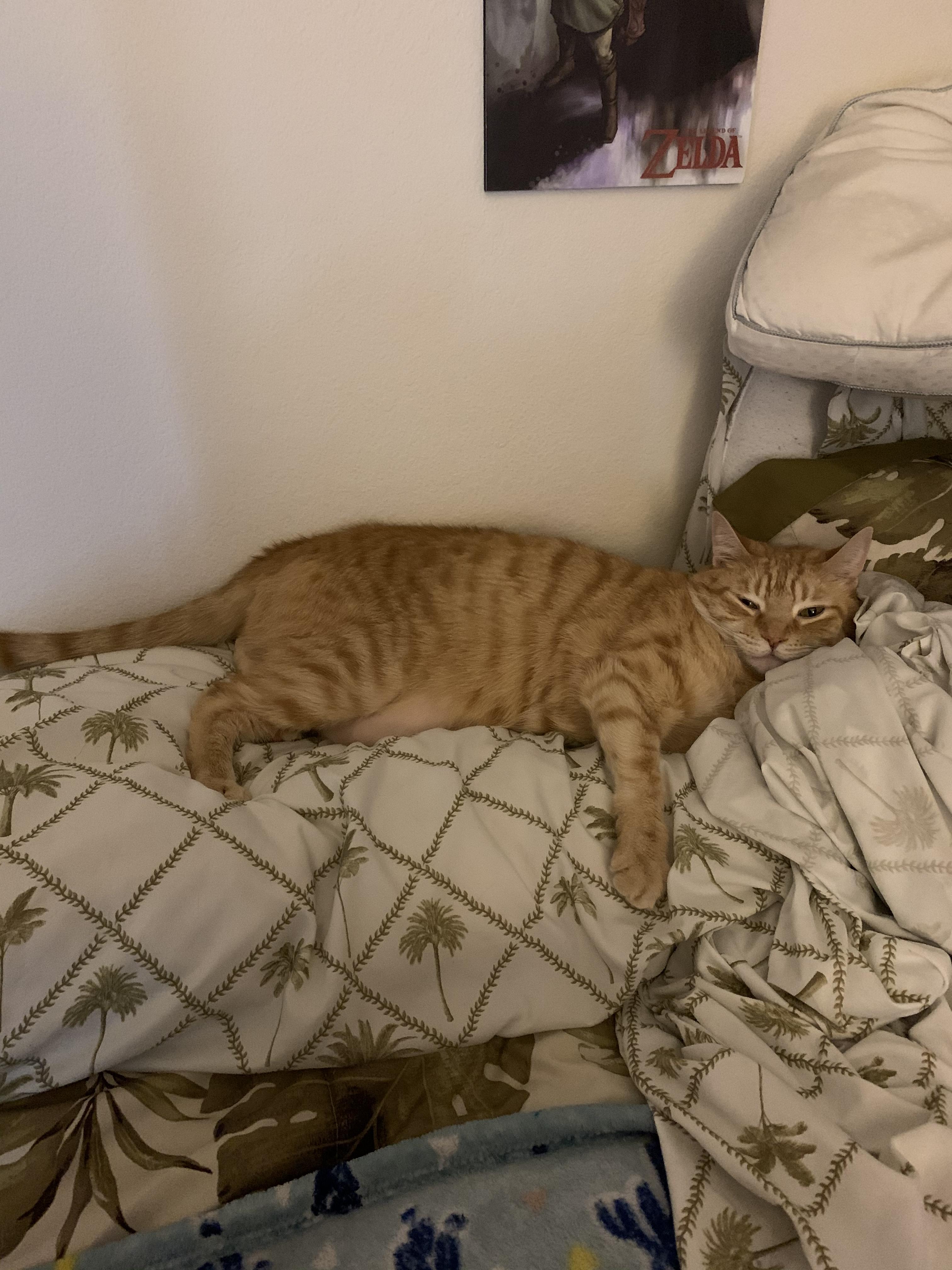 Why hello there hooman. | Scrolller