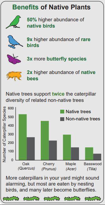 Why Native Plants are Better than Nonnatives | Scrolller