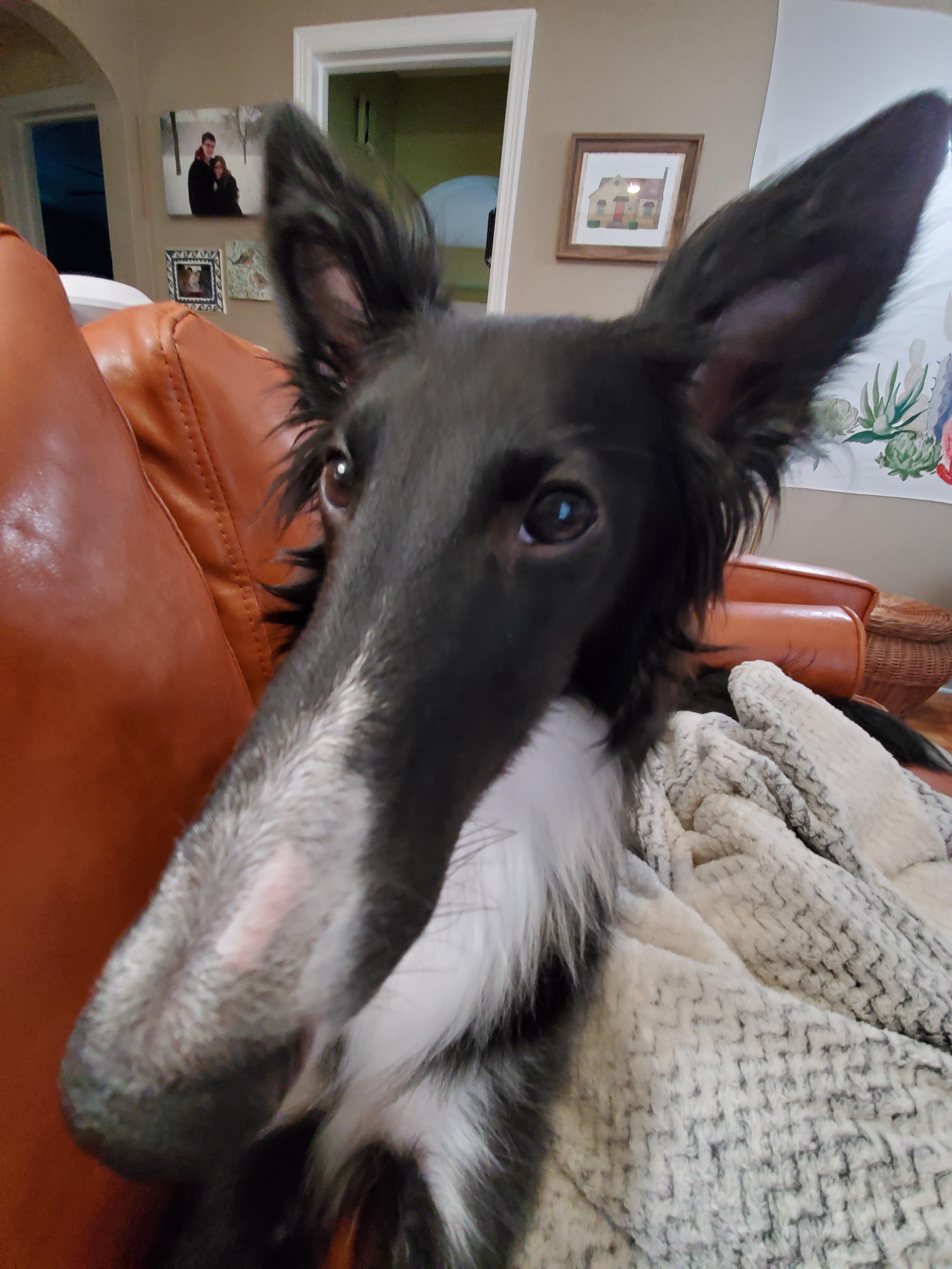 wide angle lens produces EXTRA LONGTH boye | Scrolller