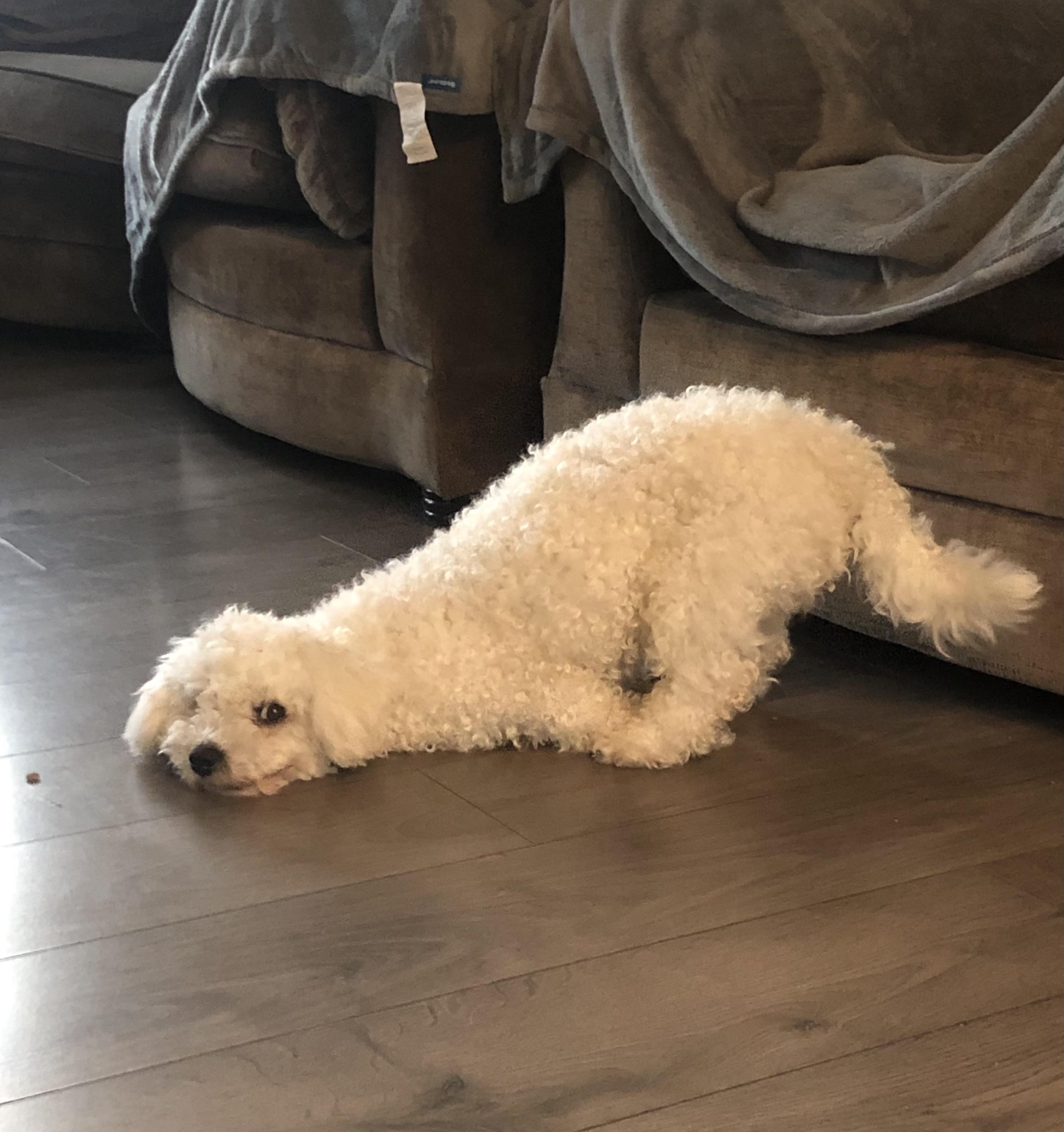 Downward facing derp. | Scrolller