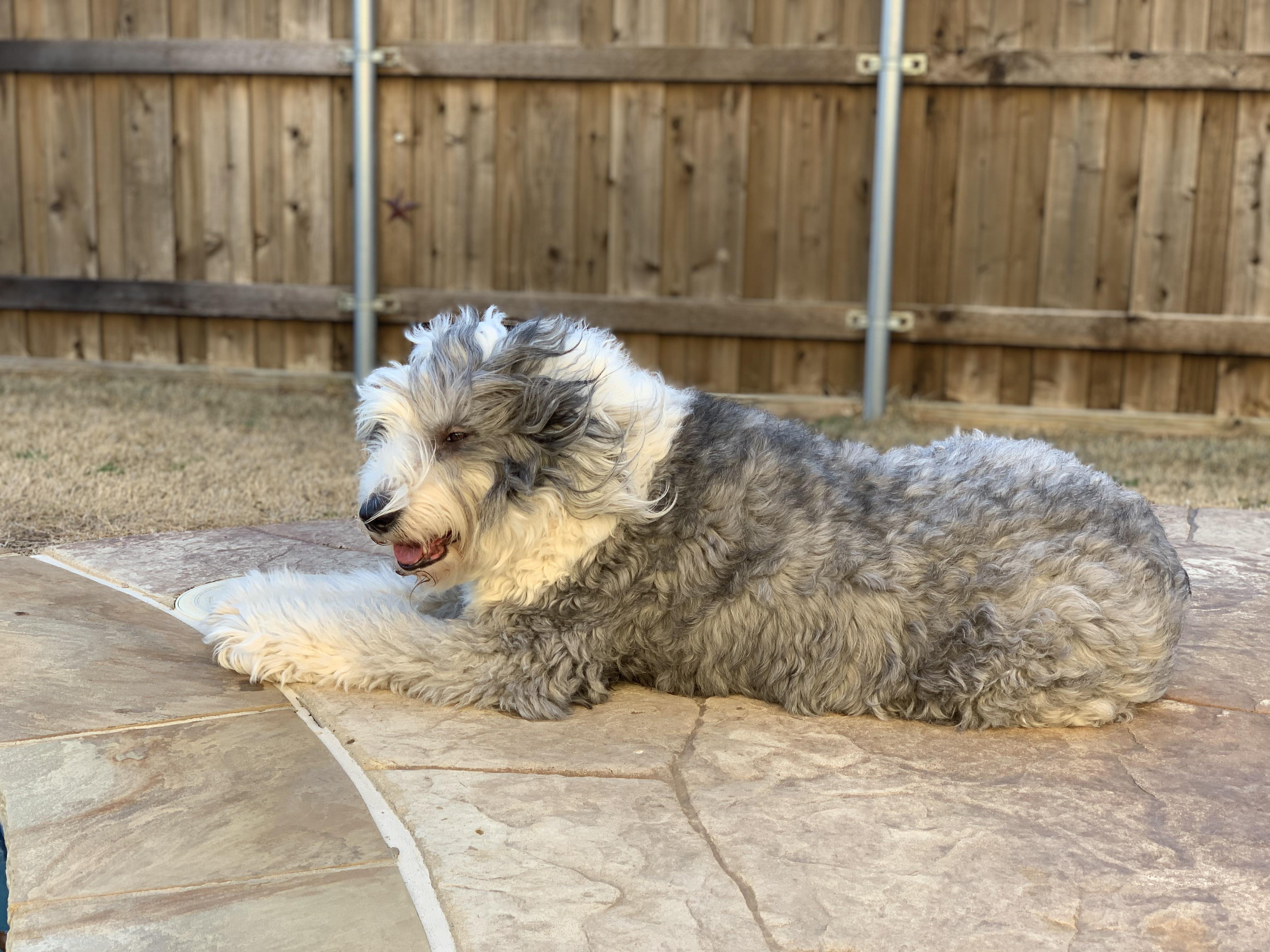 Wind Blown Claire Bear | Scrolller