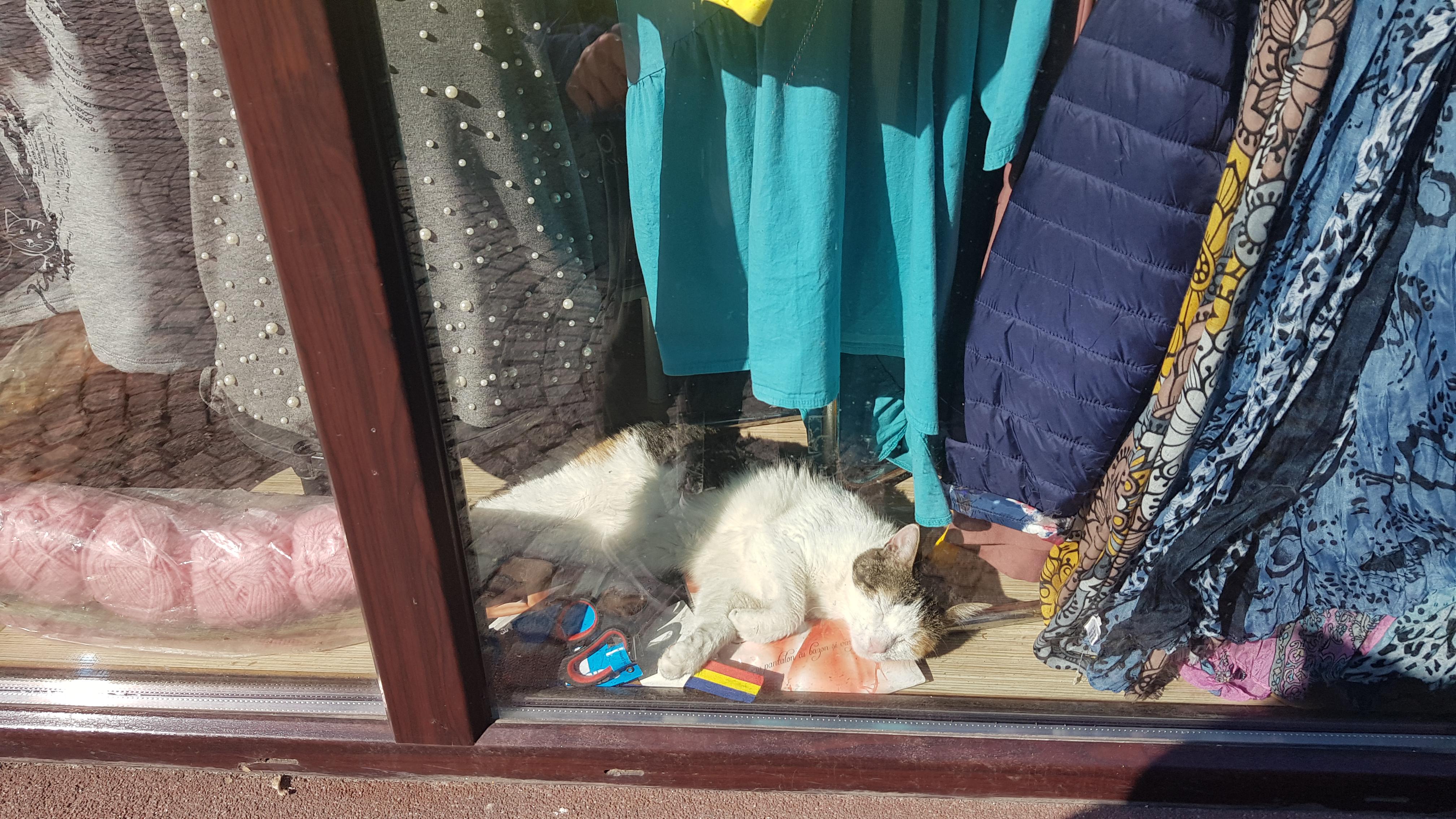 Window shopping who? | Scrolller