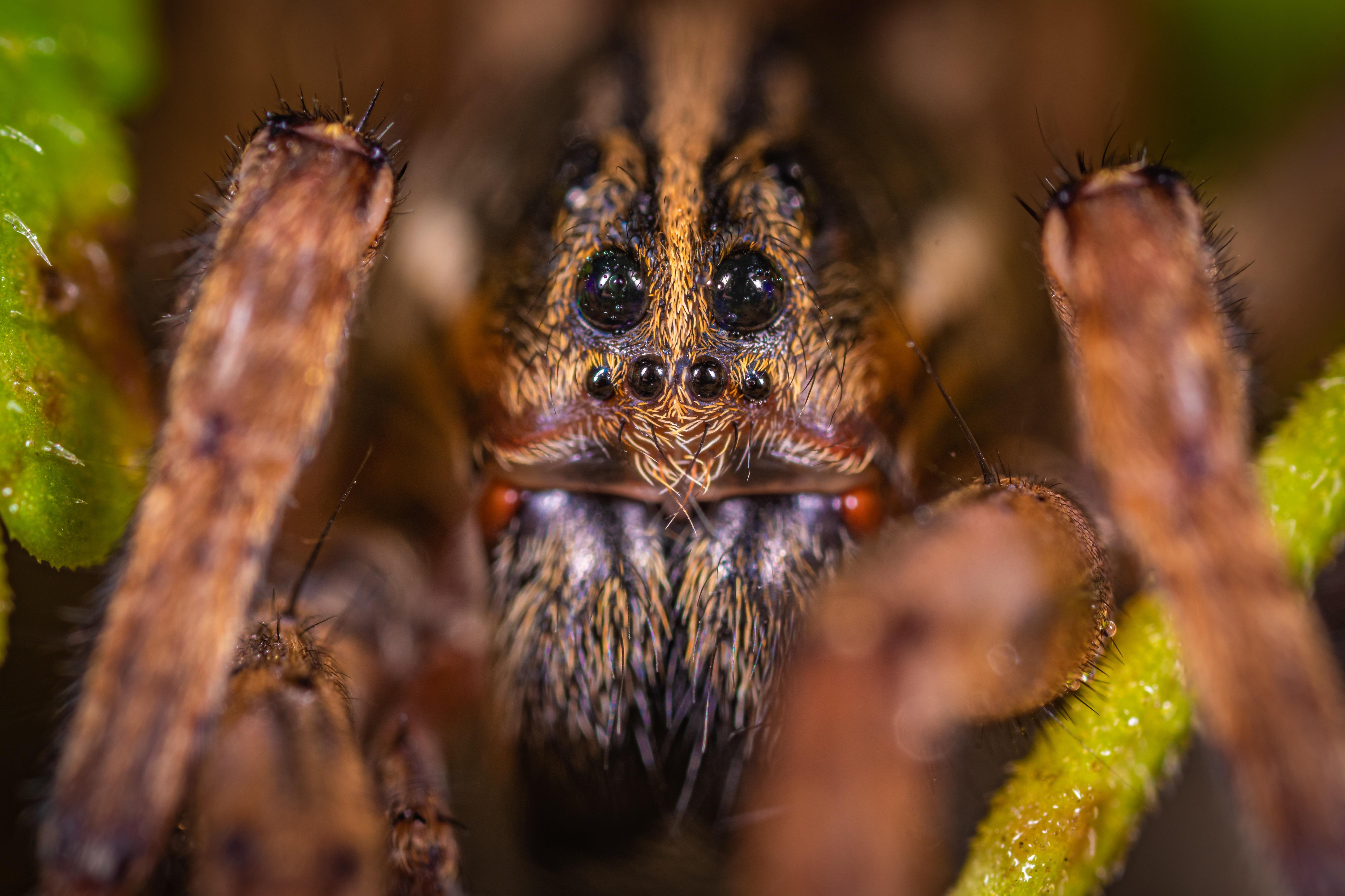 Wolf spider | Scrolller