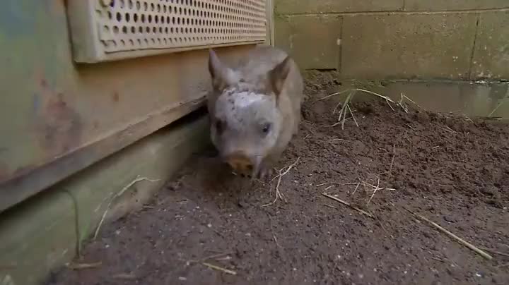 Wombat joey exploring her enclosure | Scrolller