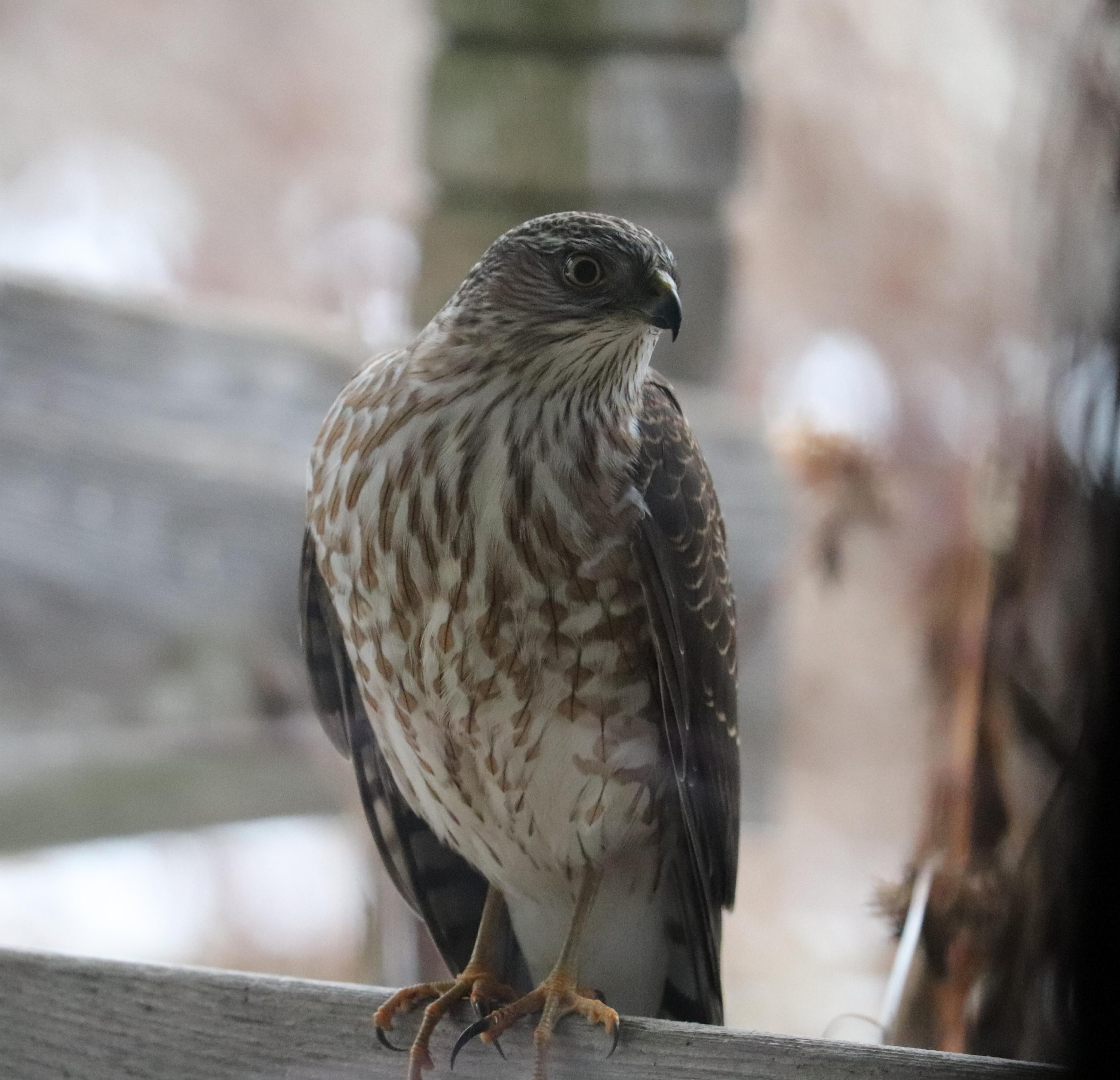 Wondered why all the birds flew away | Scrolller