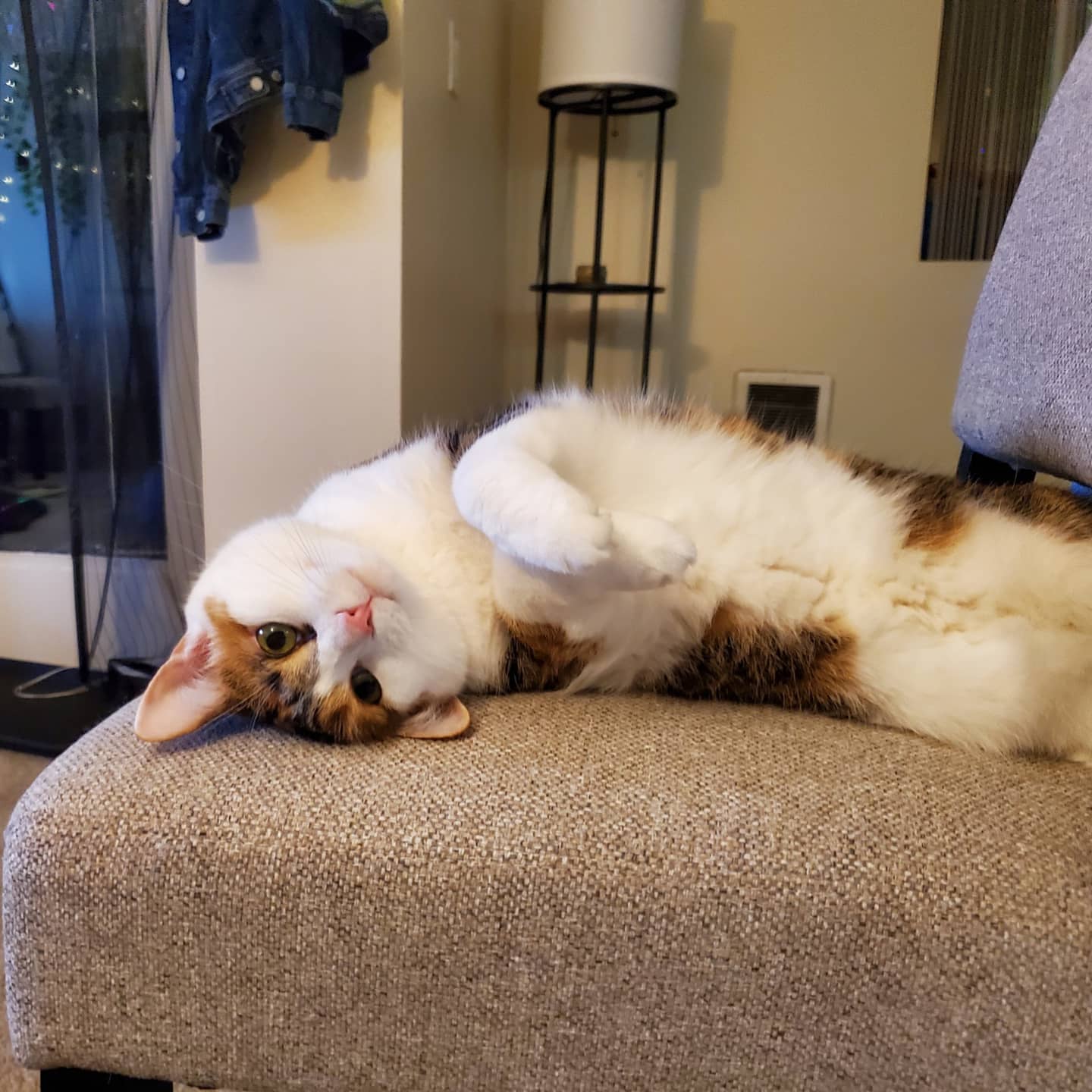 Woo-woo's fluffy belly is a trap, don't fall for it | Scrolller