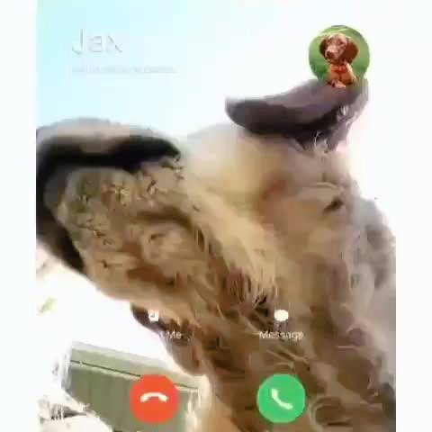 Incoming call | Scrolller