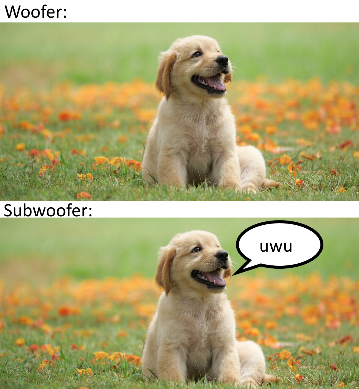 woofer go uwu | Scrolller