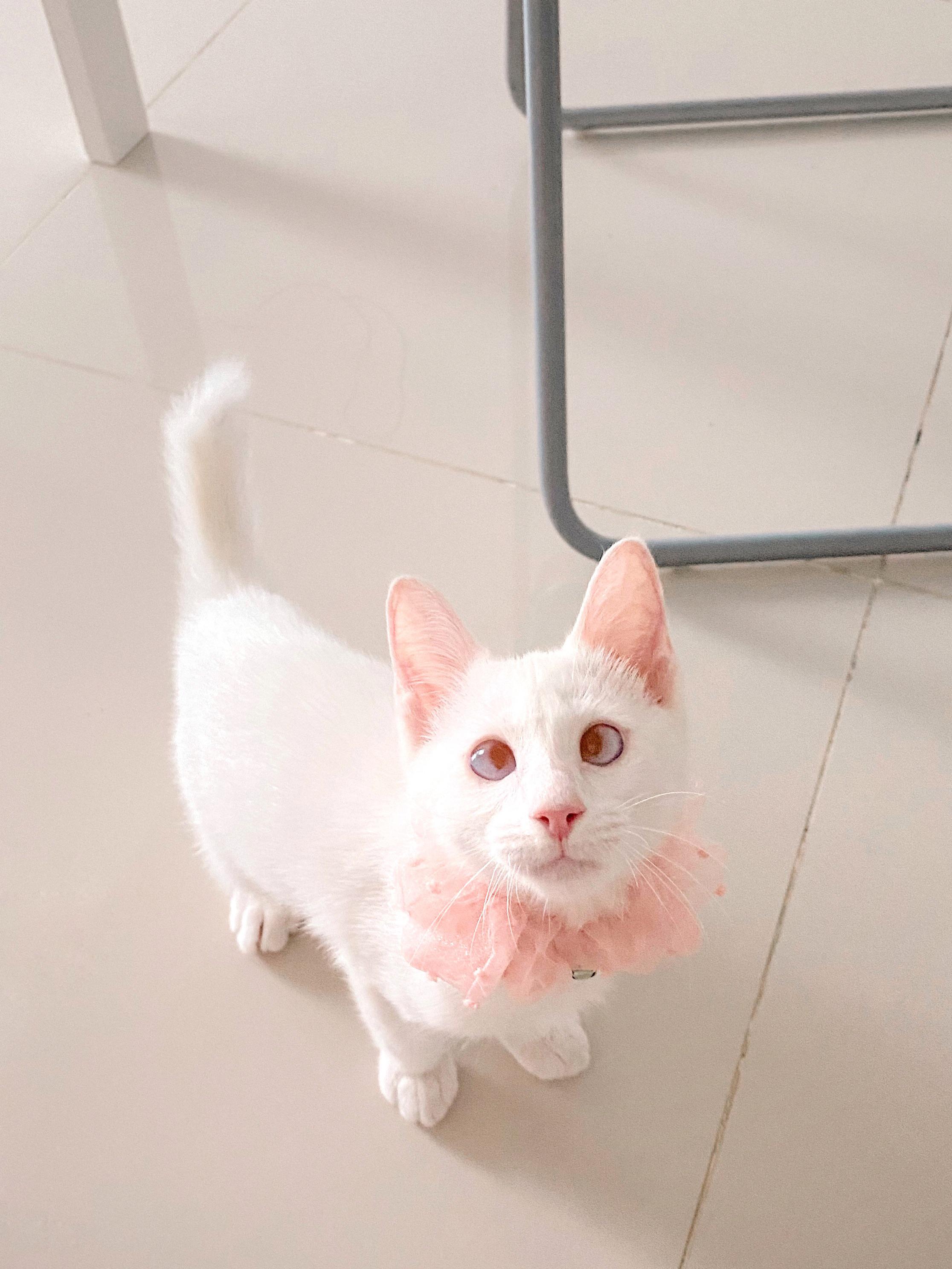 Work from home coworker giving me its snacc time eyes 🥺 | Scrolller